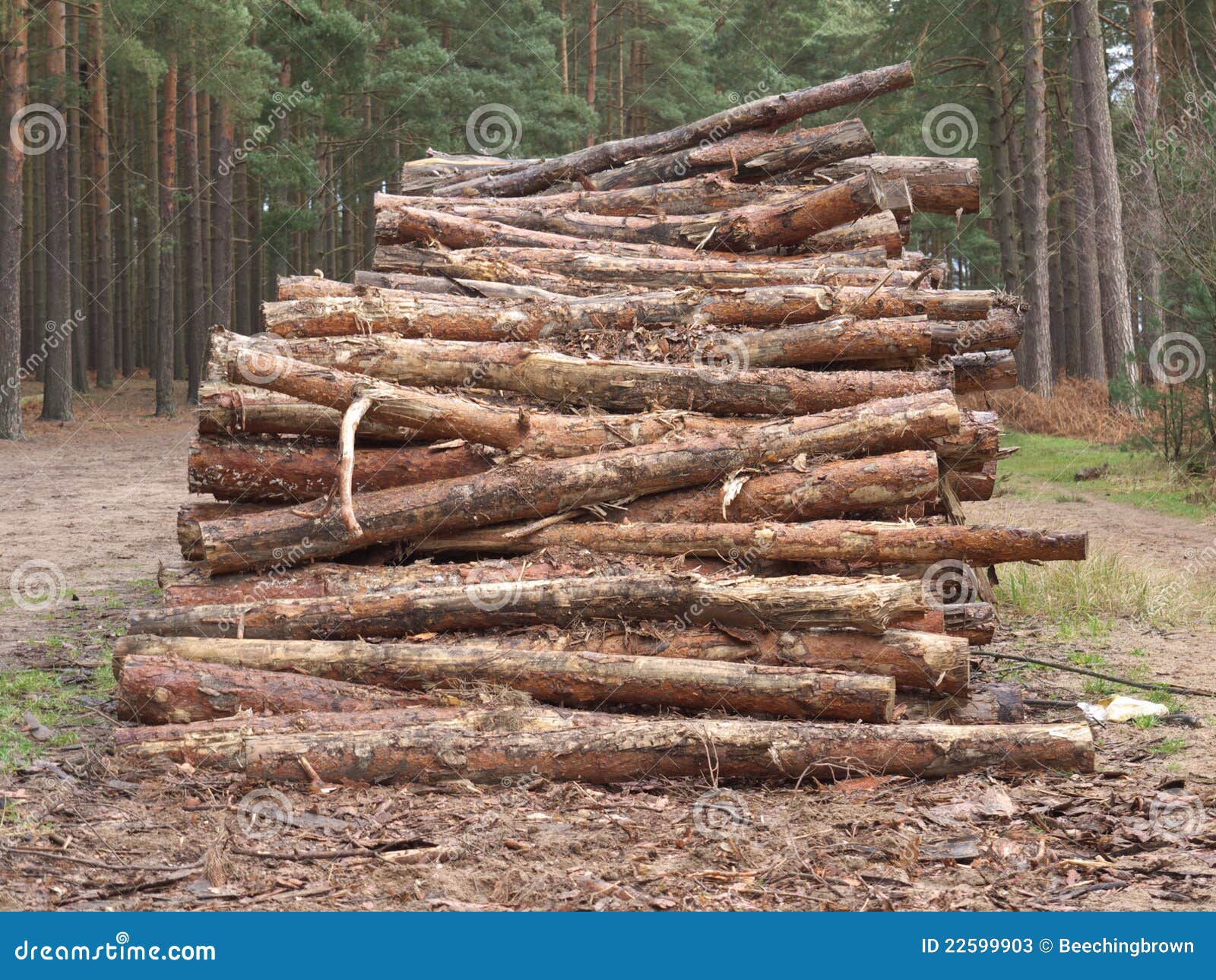 Pine logs in a stack stock image. Image of leisure, forest - 22599903
