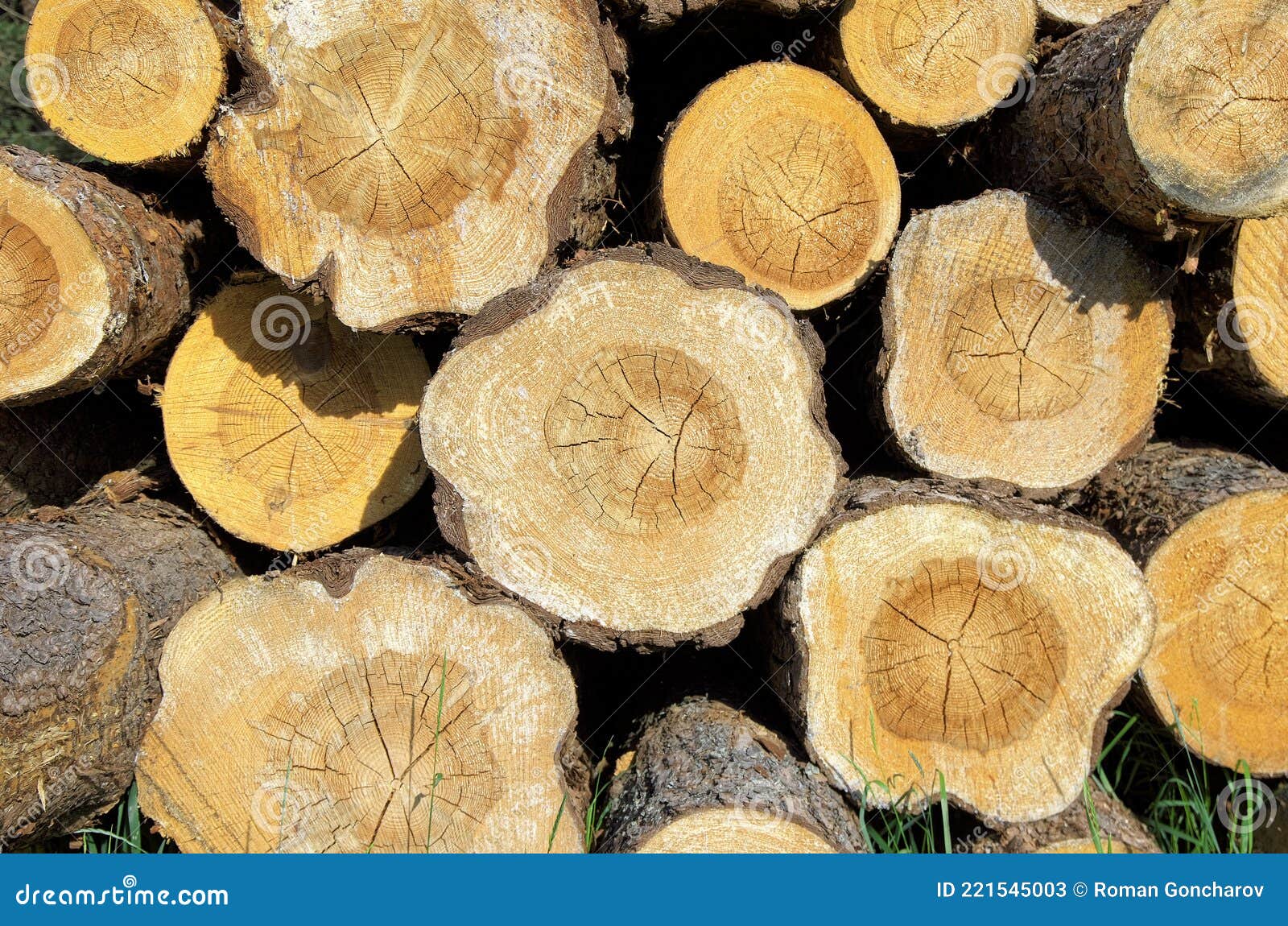 Pine Logs are Stacked. Pine Log Ends. Pine Saw Cut Editorial Stock ...