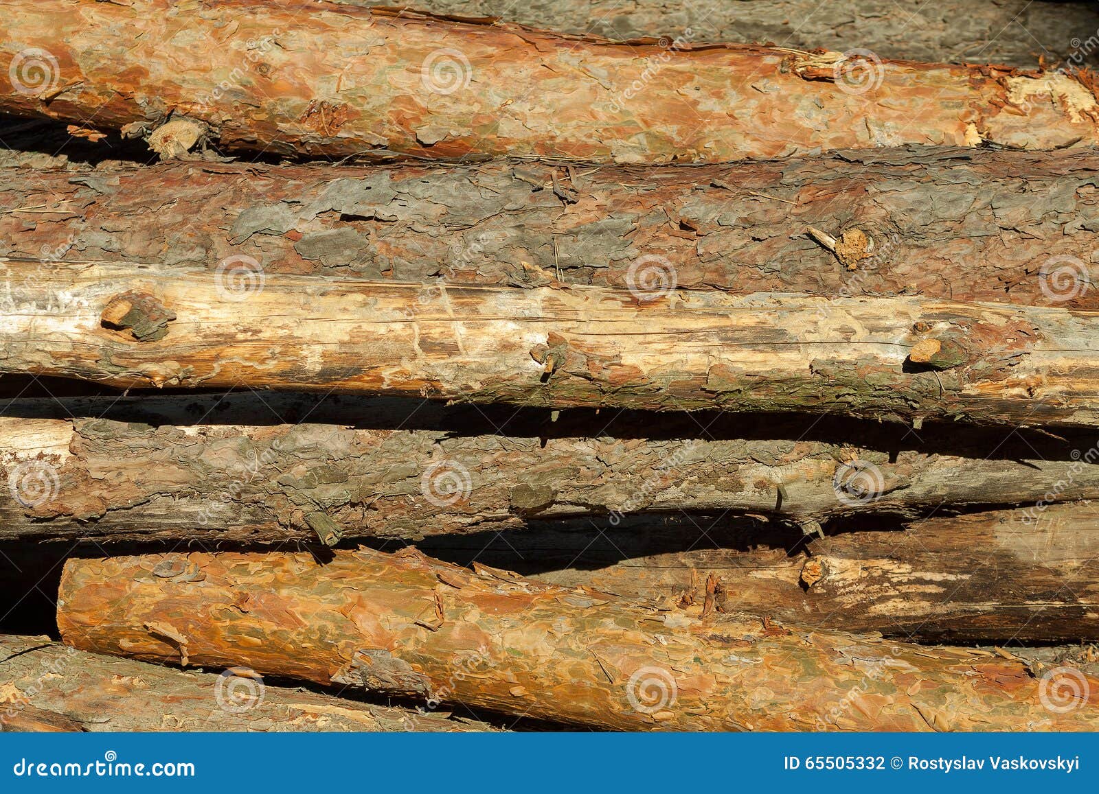Pine logs stock photo. Image of crannied, spike, chainsaw - 65505332