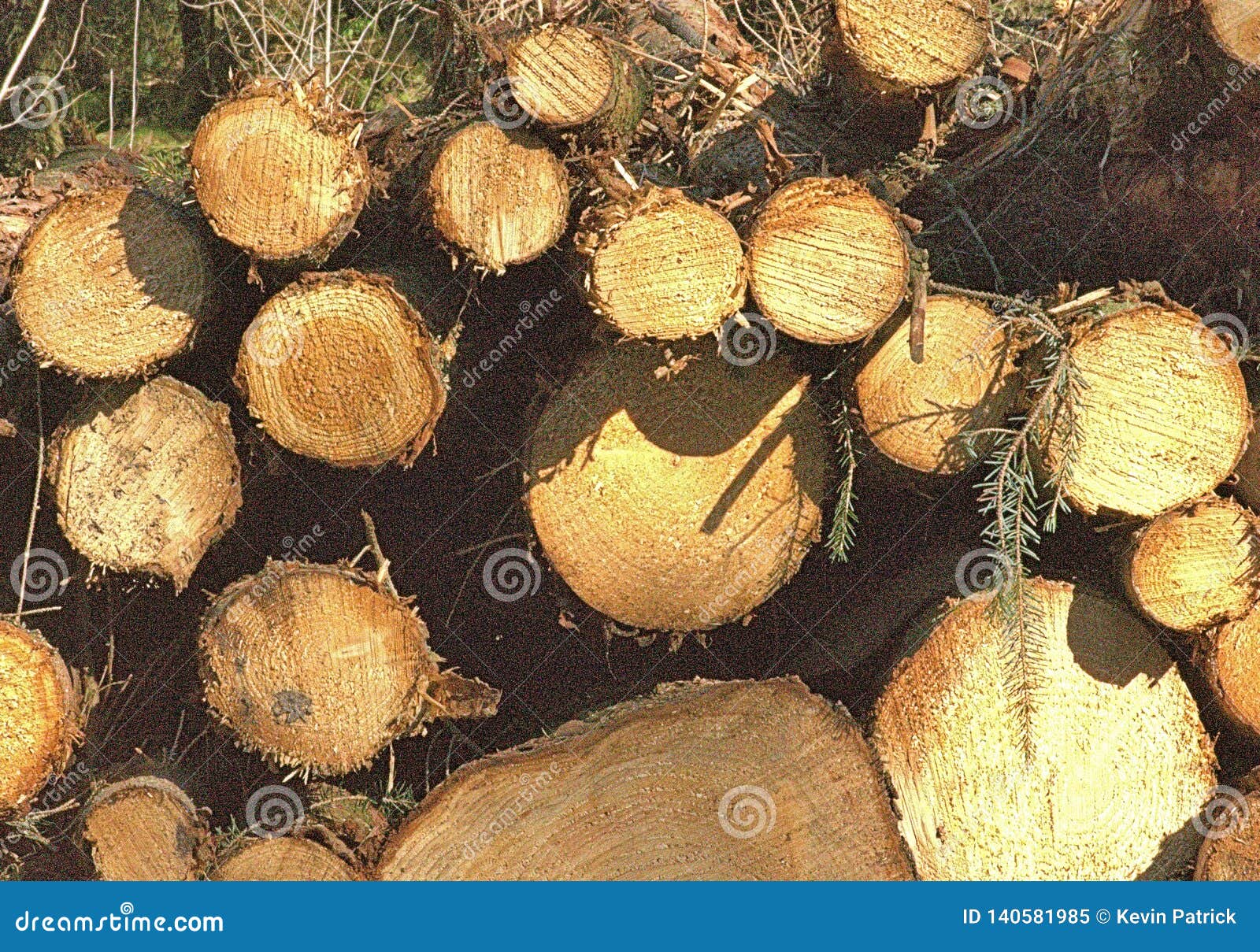 Pine Logs on Trunk Road Form Amber Abstract Patterns Stock Image ...