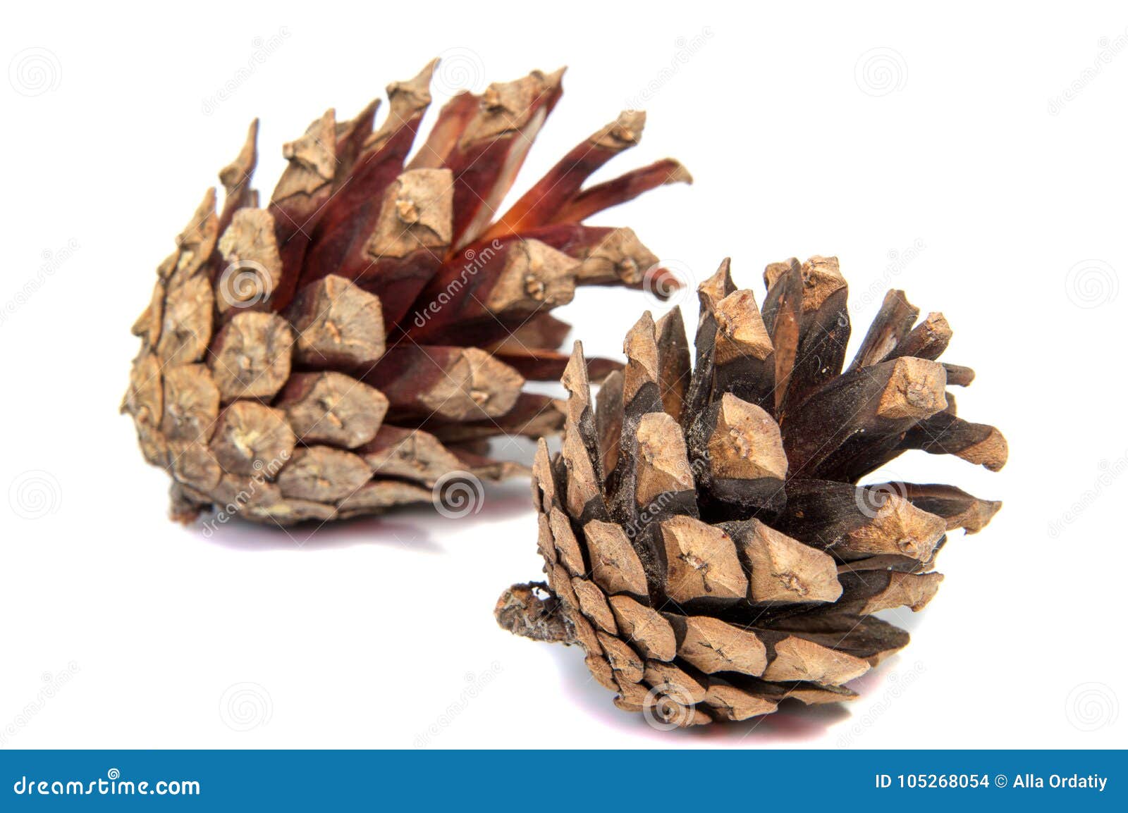 Pine Lump Full Photographed on a White Background. Stock Photo - Image ...
