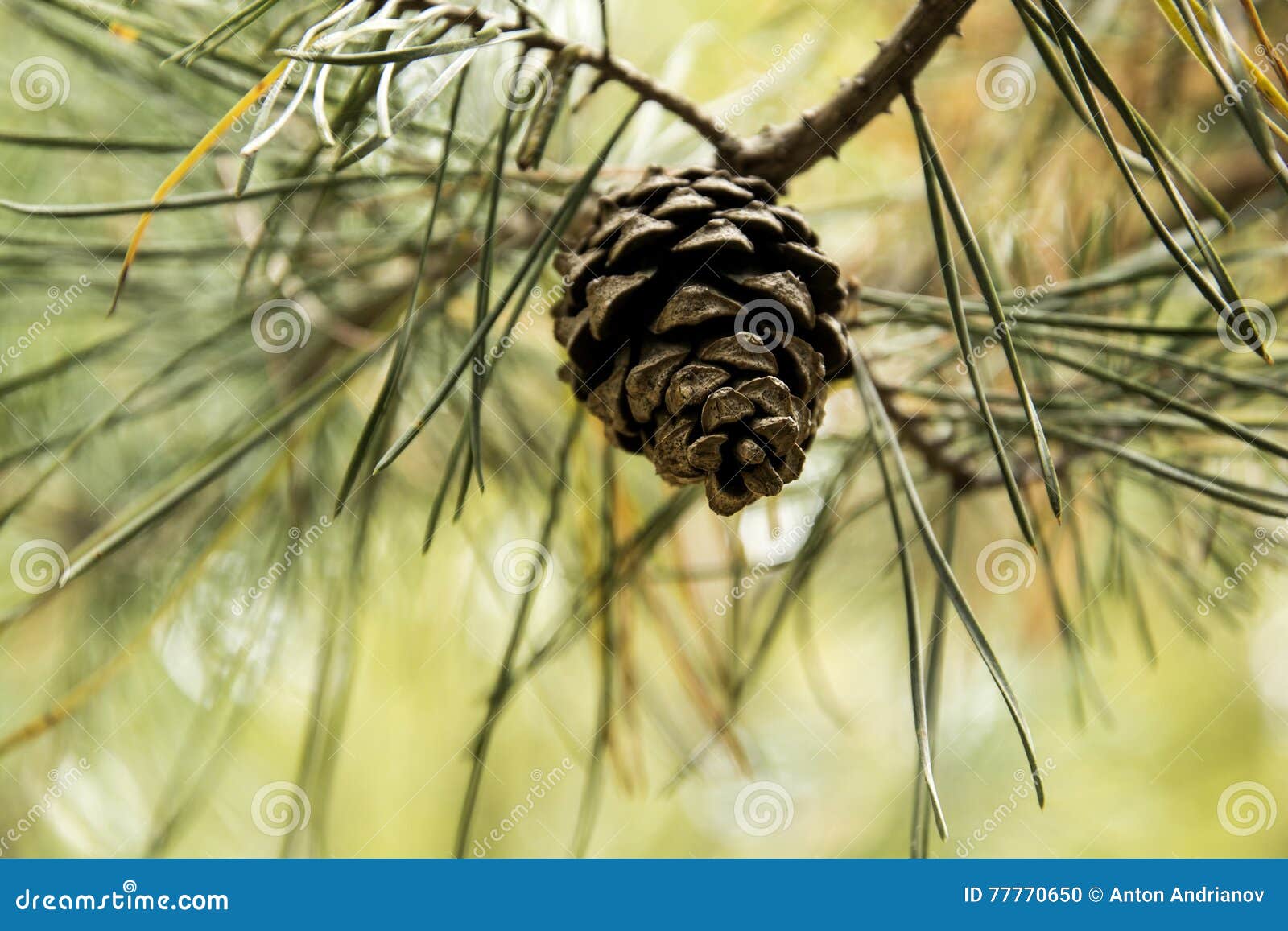 Pine lump. stock photo. Image of fragment, pinecone, coniferous - 77770650