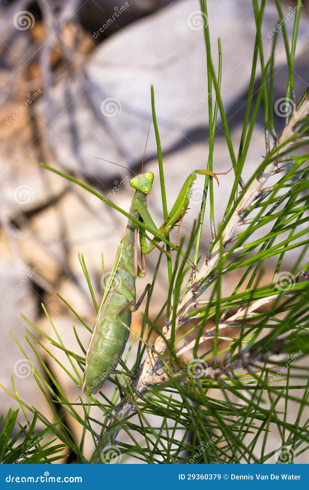 Pine mantis stock image. Image of carnivore, europe, wildlife - 29360379