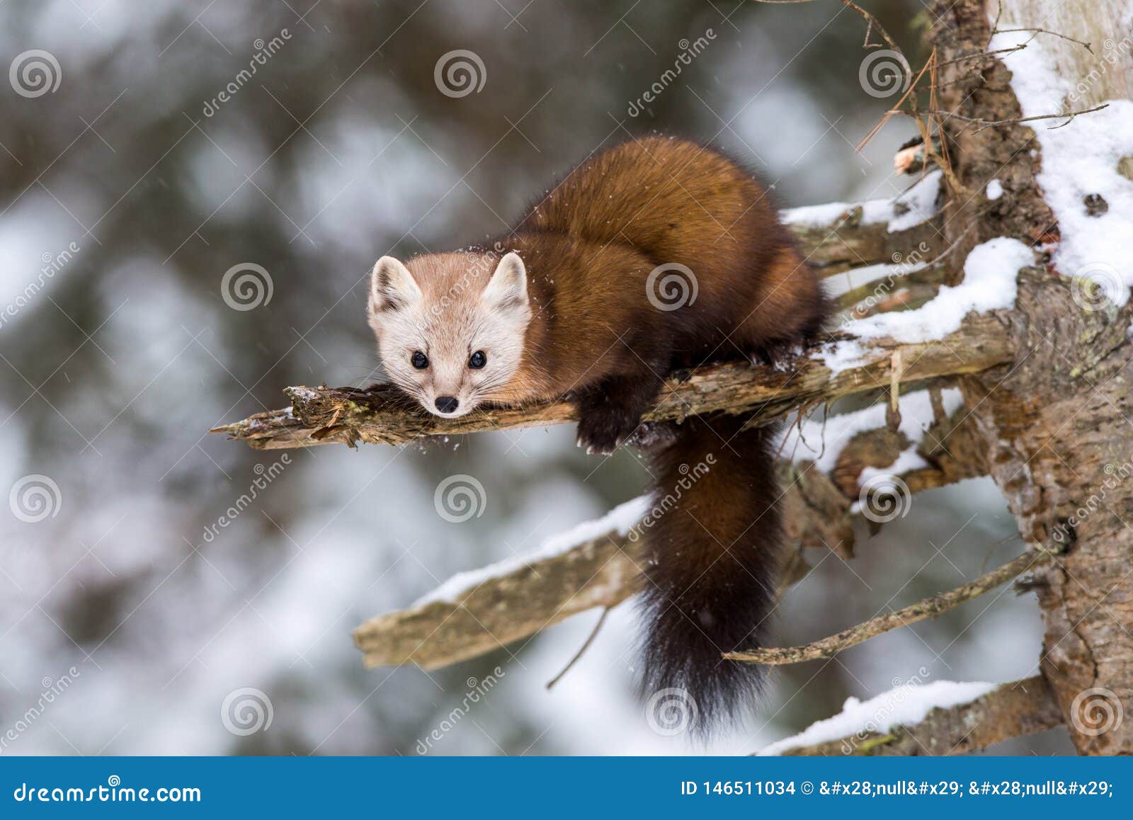 Pine Marten on a Tree Branch Stock Photo - Image of cute, snow: 146511034