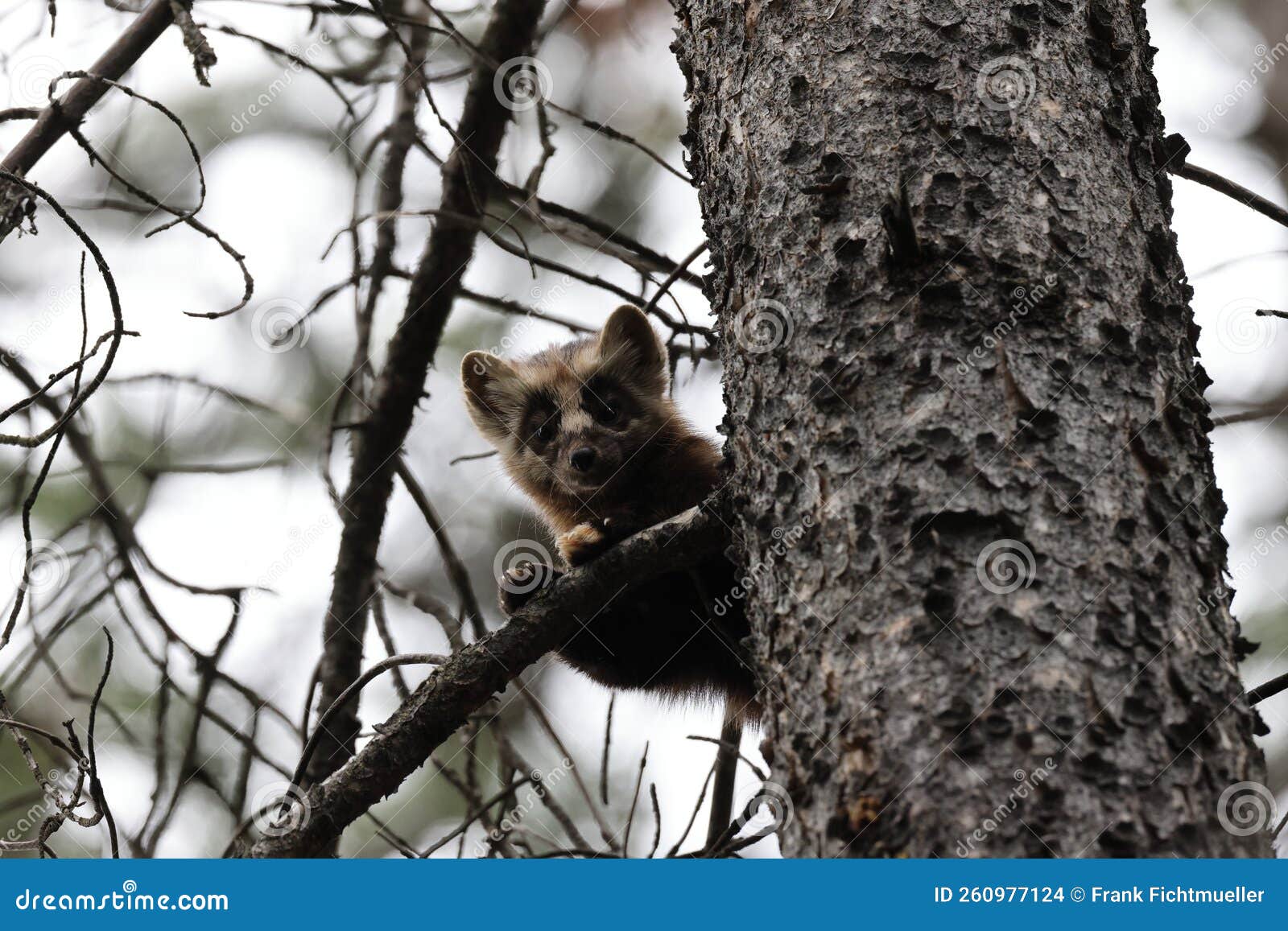 Pine Marten Banff National Park Kanada Stock Photo - Image of predator ...