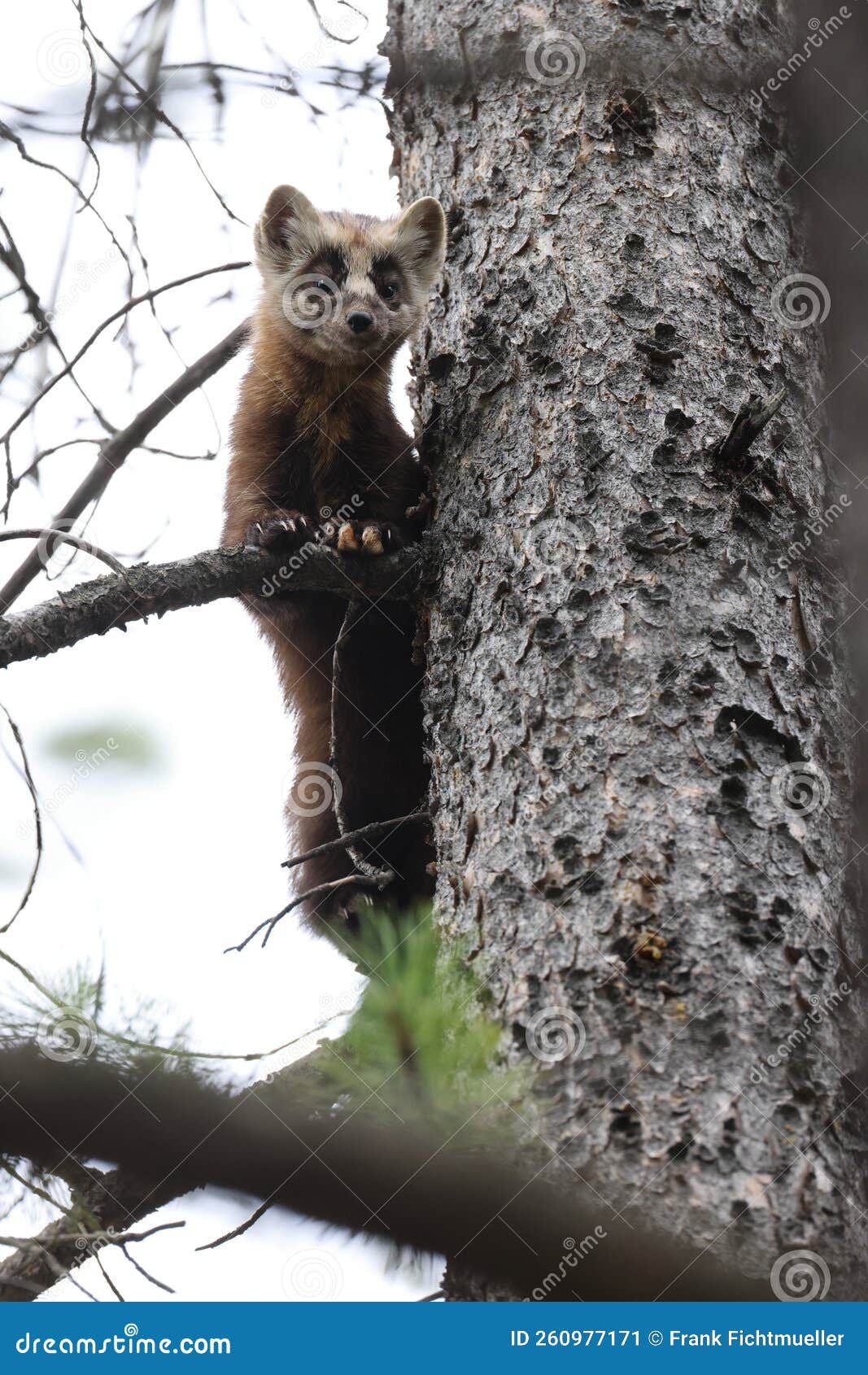Pine Marten Banff National Park Kanada Stock Image - Image of detail ...