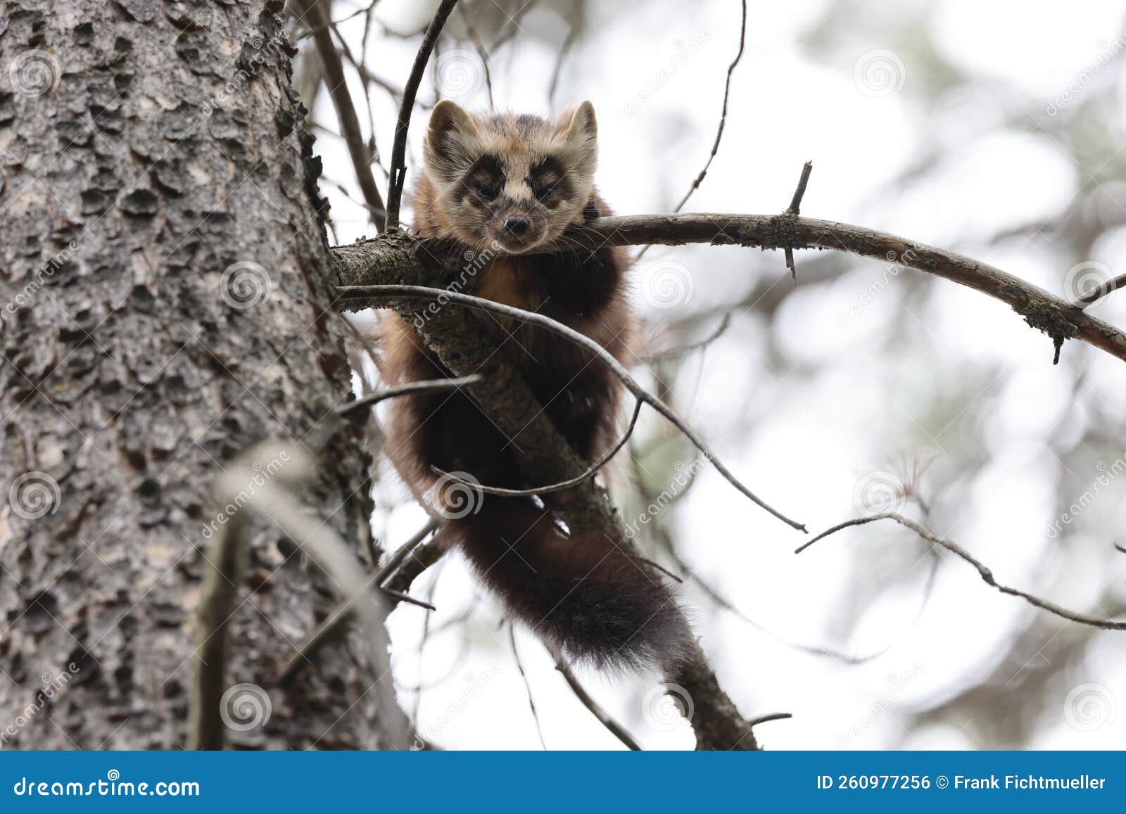 Pine Marten Banff National Park Kanada Stock Photo - Image of predator ...