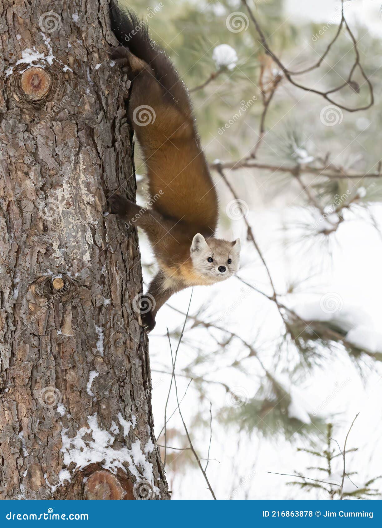A Pine Marten Climbing Down a Tree in Winter in Algonquin Park, Canada ...