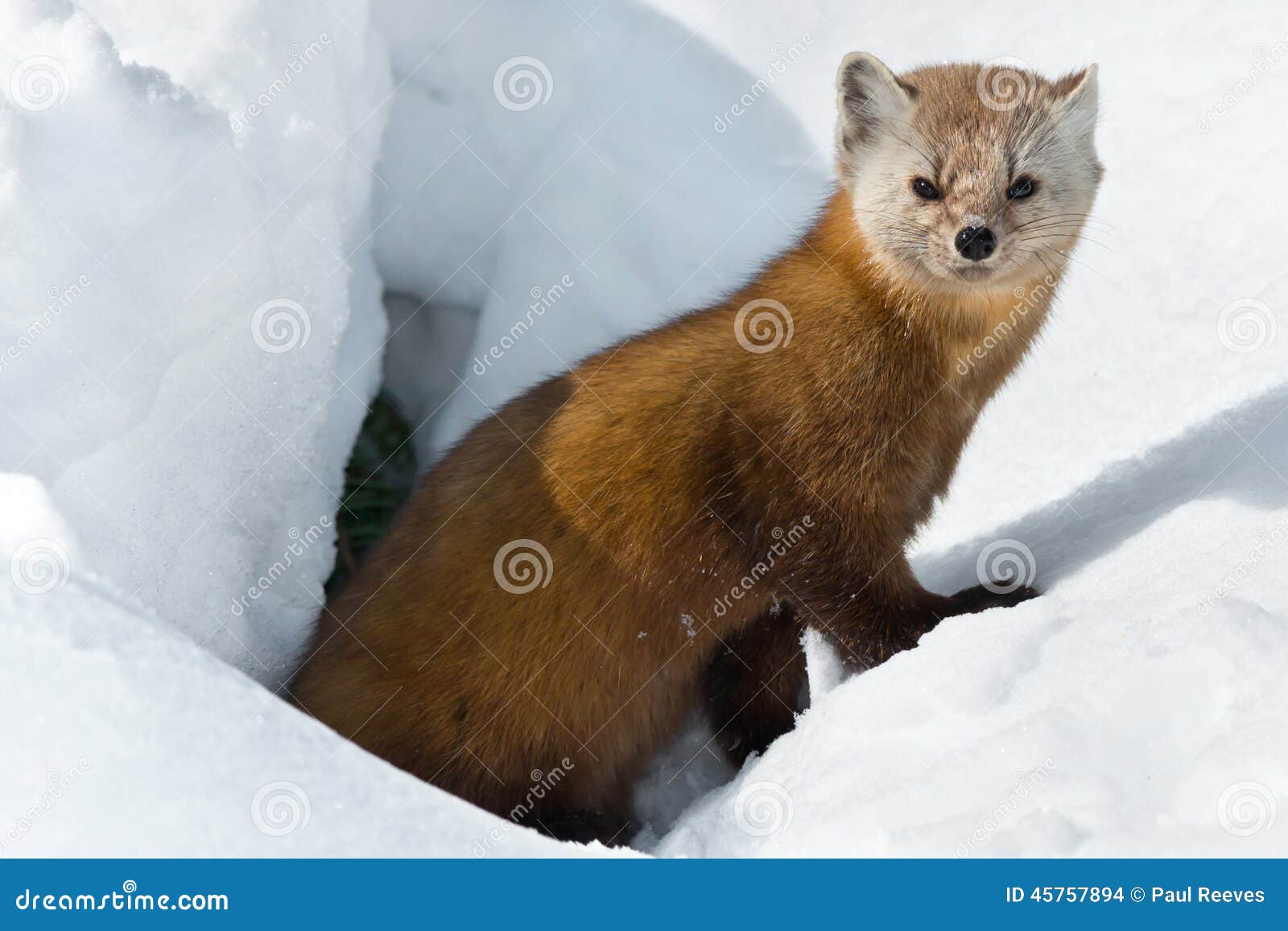 Pine Marten - Martes Americana Stock Photo - Image of wild, carnivorous ...