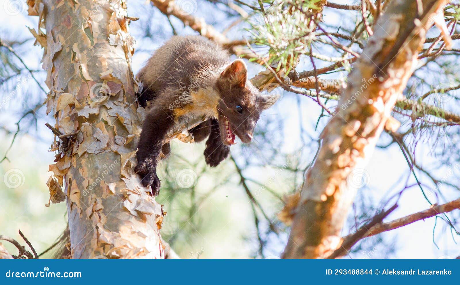 Pine Marten in the Forest on a Pine Tree Stock Photo - Image of park ...