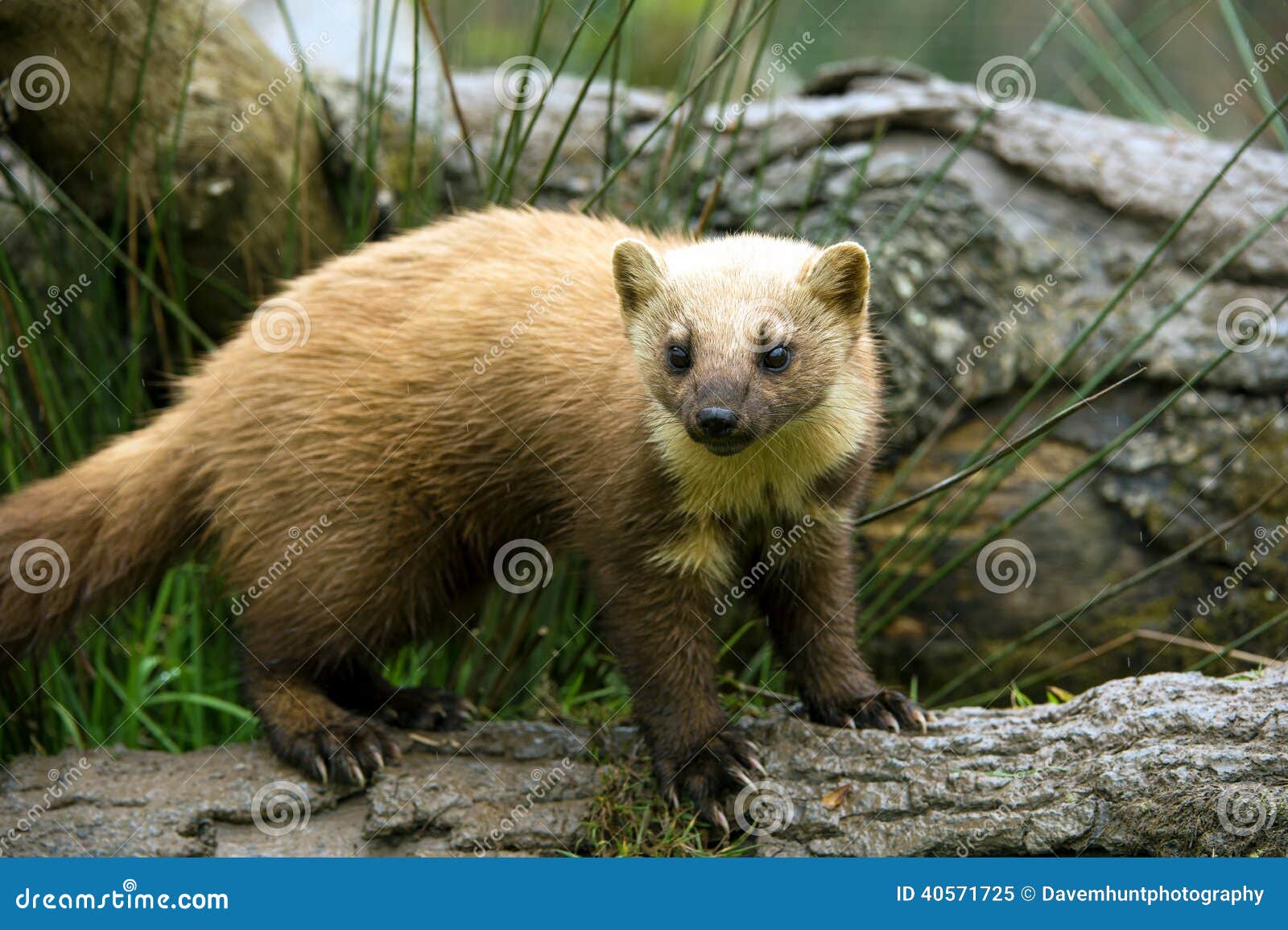 Pine Marten stock image. Image of marten, pine, scotland - 40571725