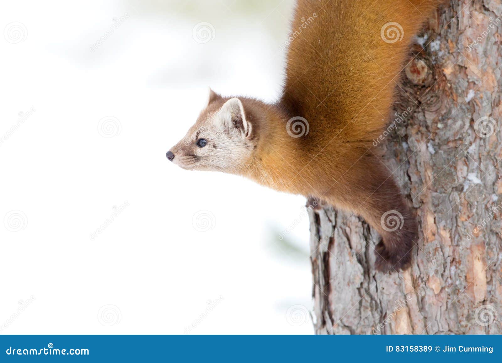 Pine Marten Martes Americana on a Tree in Algonquin Park in Winter in ...