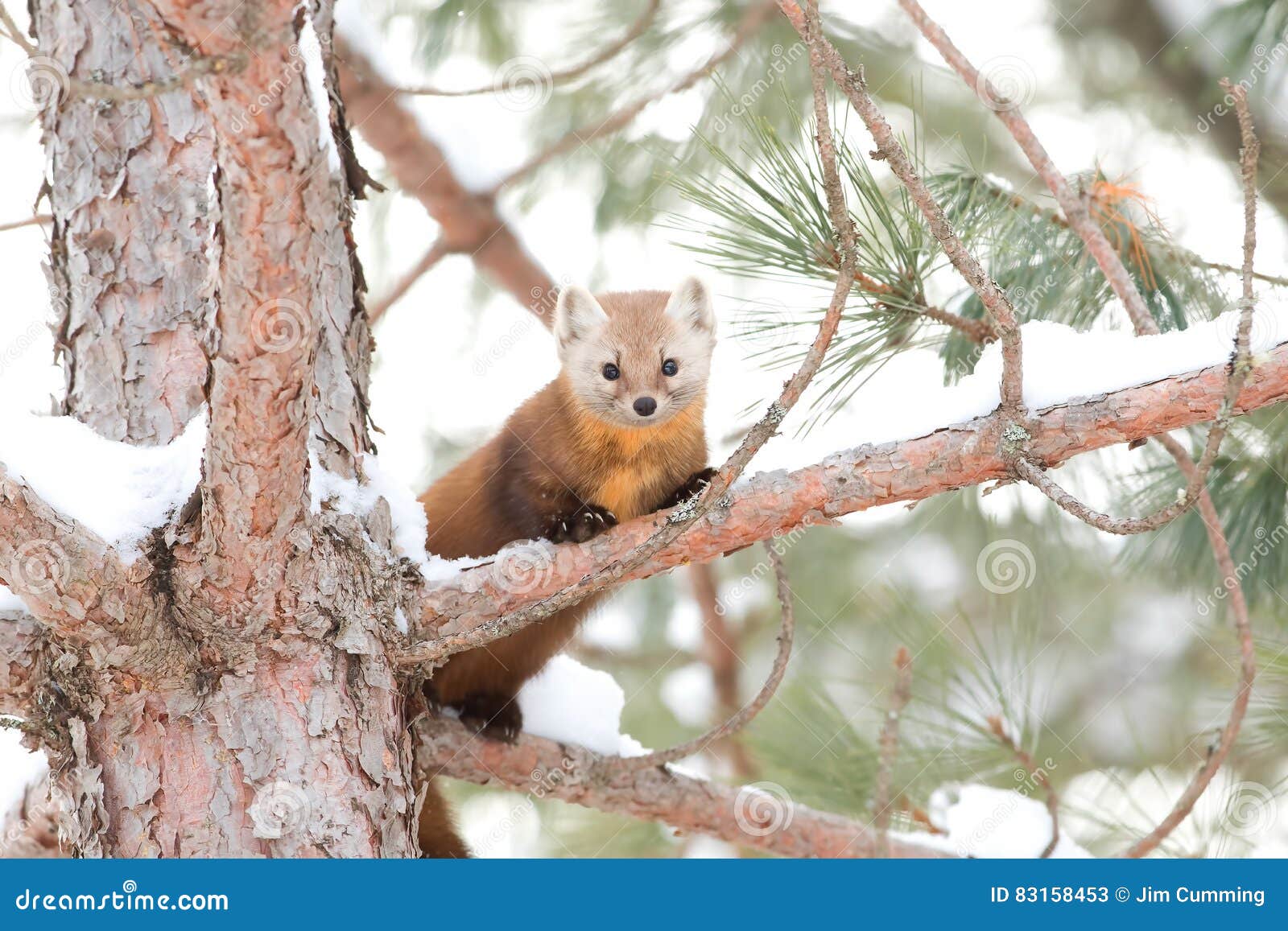 Pine Marten Martes Americana on a Tree in Algonquin Park, Canada in ...
