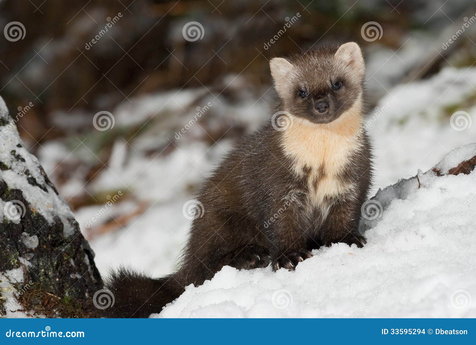 Pine Marten stock photo. Image of mammal, pine, scottish - 33595294
