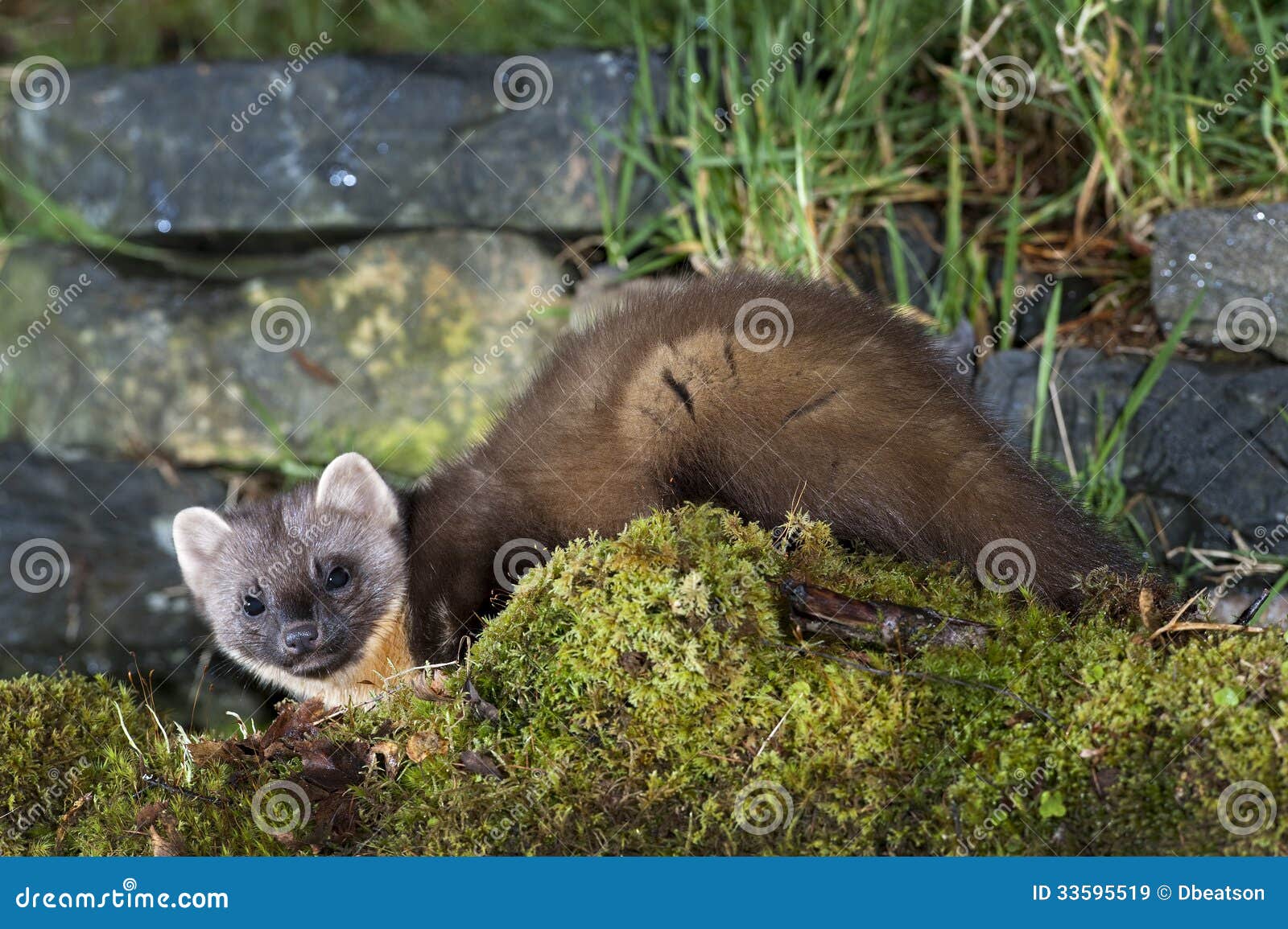 Pine Marten stock image. Image of pine, weasel, wildlife - 33595519