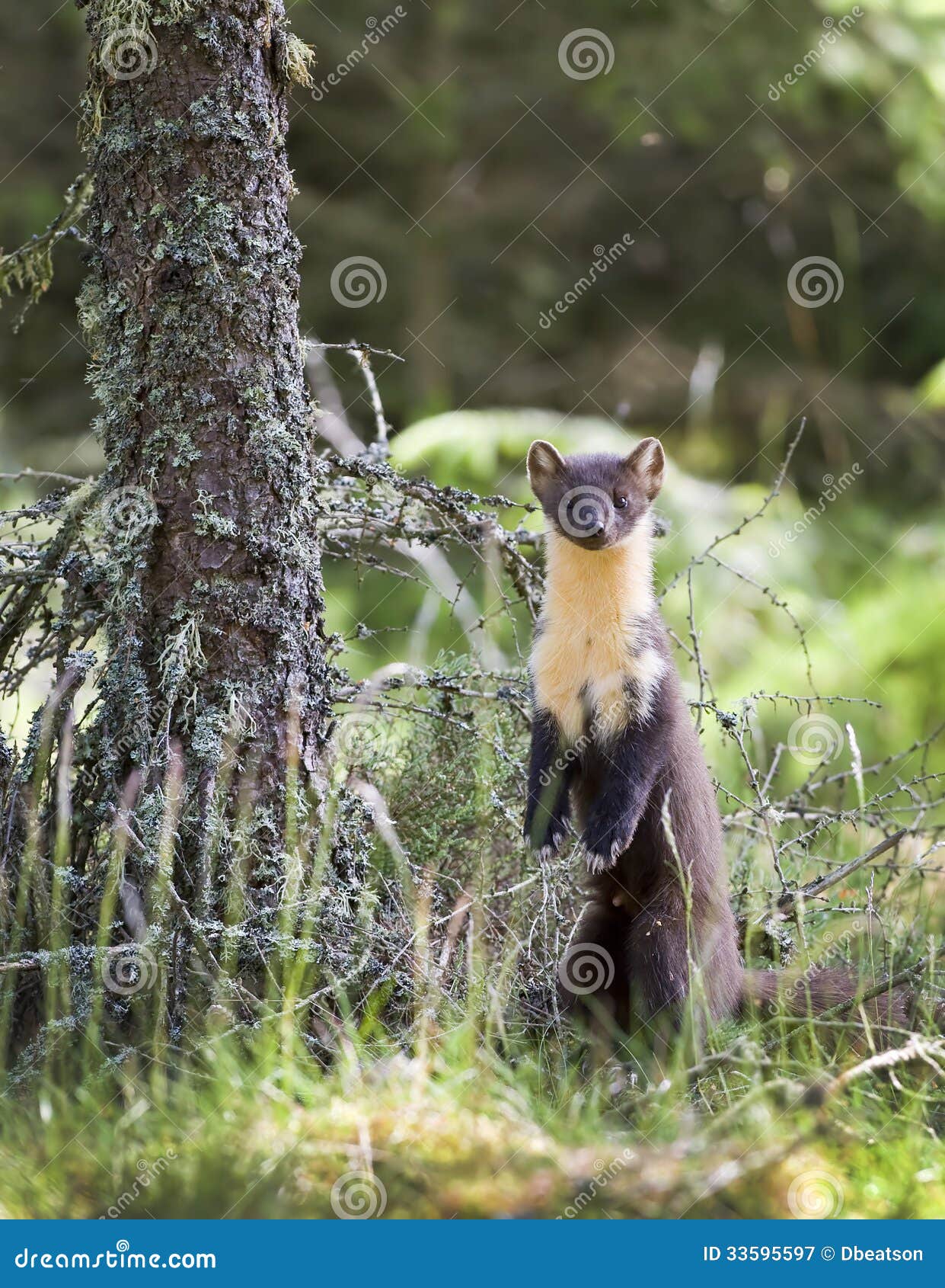 Pine Marten stock image. Image of mammal, weasel, nature - 33595597
