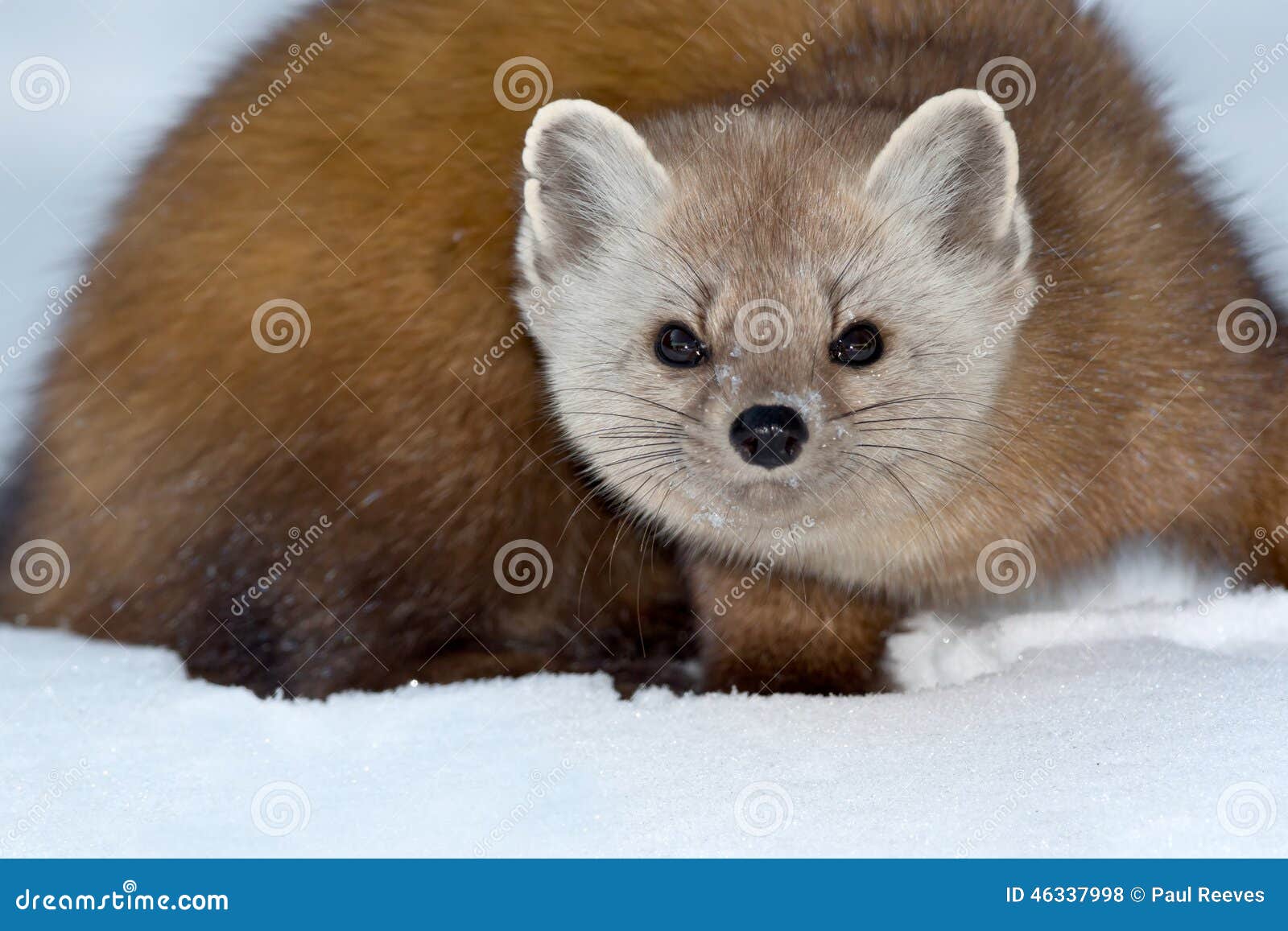 Pine Marten - Martes Americana Stock Photo - Image of hunter ...