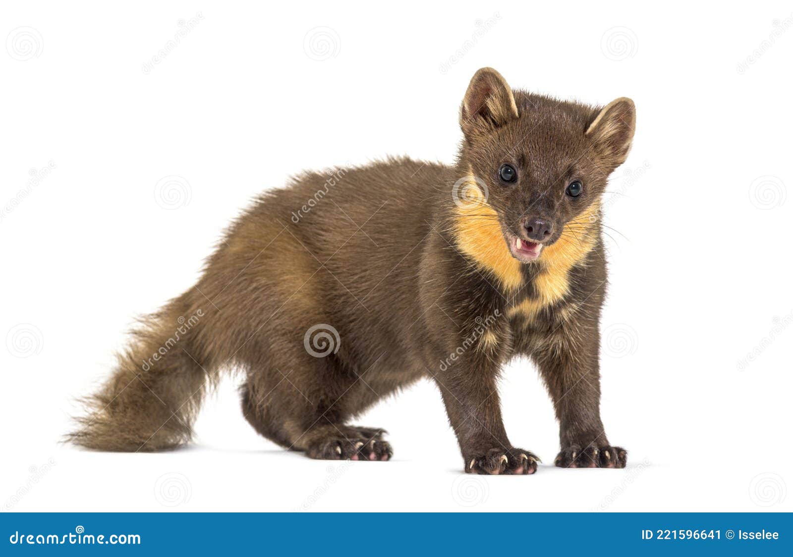 Pine Marten Standing, Isolated Stock Image - Image of european, marten ...
