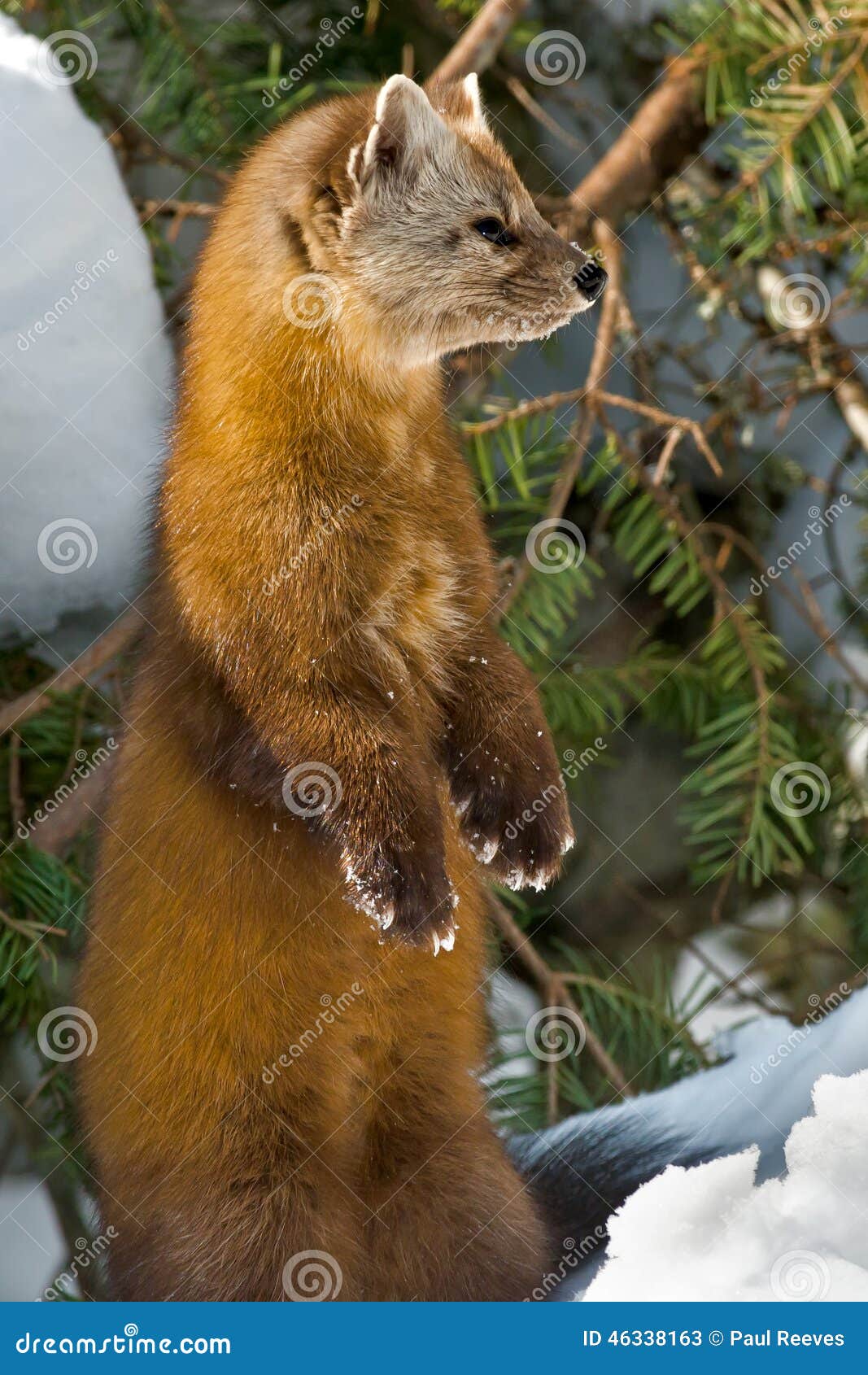 Pine Marten - Martes Americana Stock Image - Image of canadian, north ...