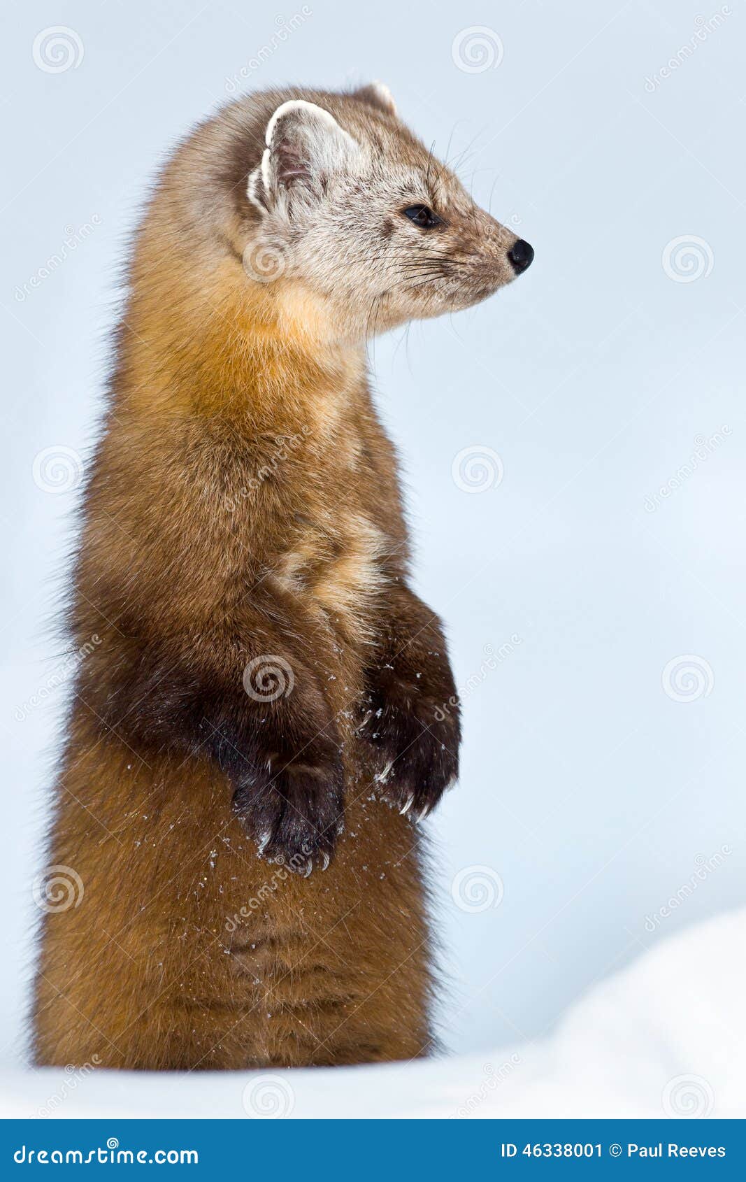 Pine Marten - Martes Americana Stock Image - Image of nature, predator ...