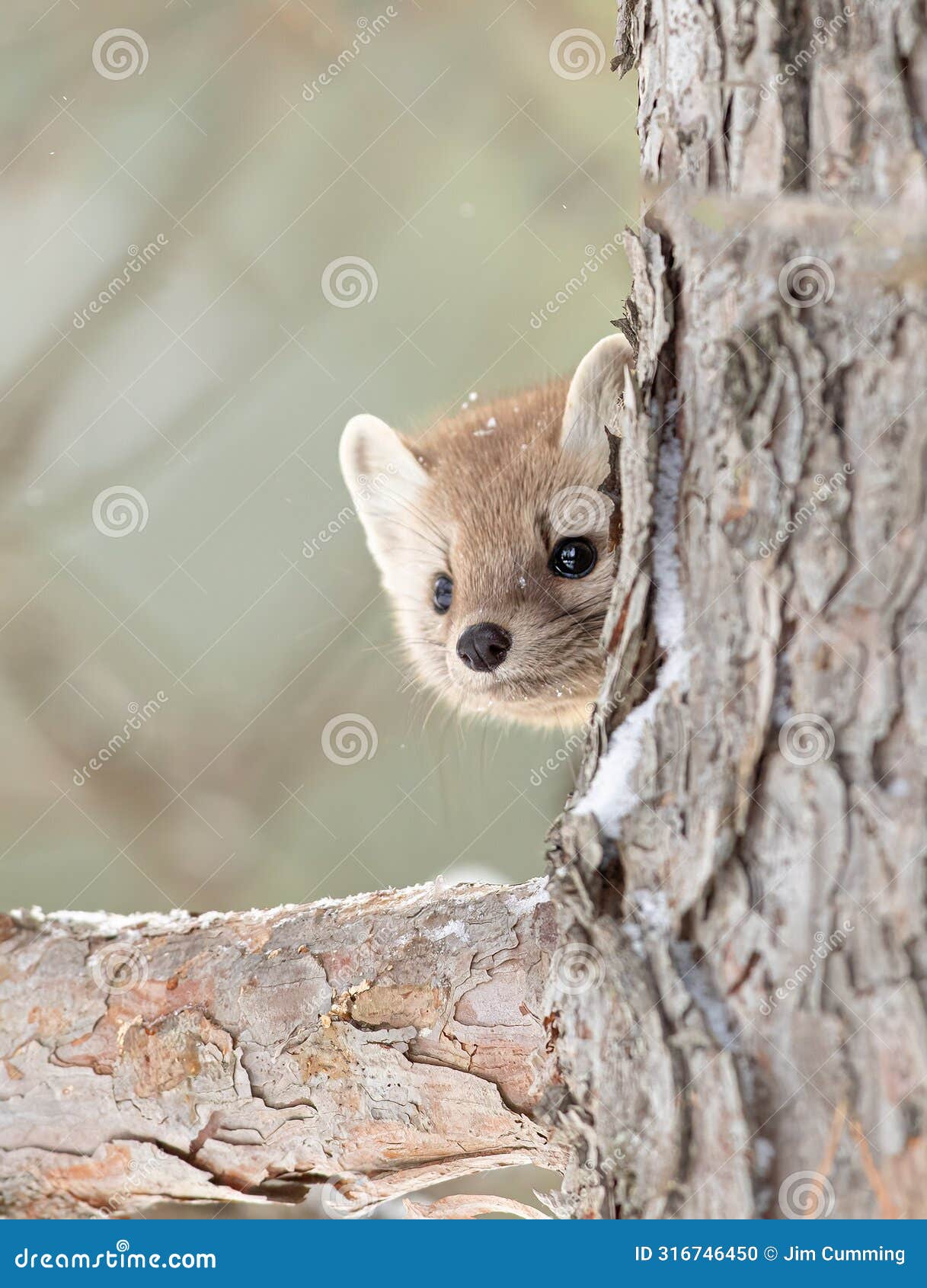 Pine Marten on a Tree Branch in Winter in Algonquin Park, Canada Stock ...