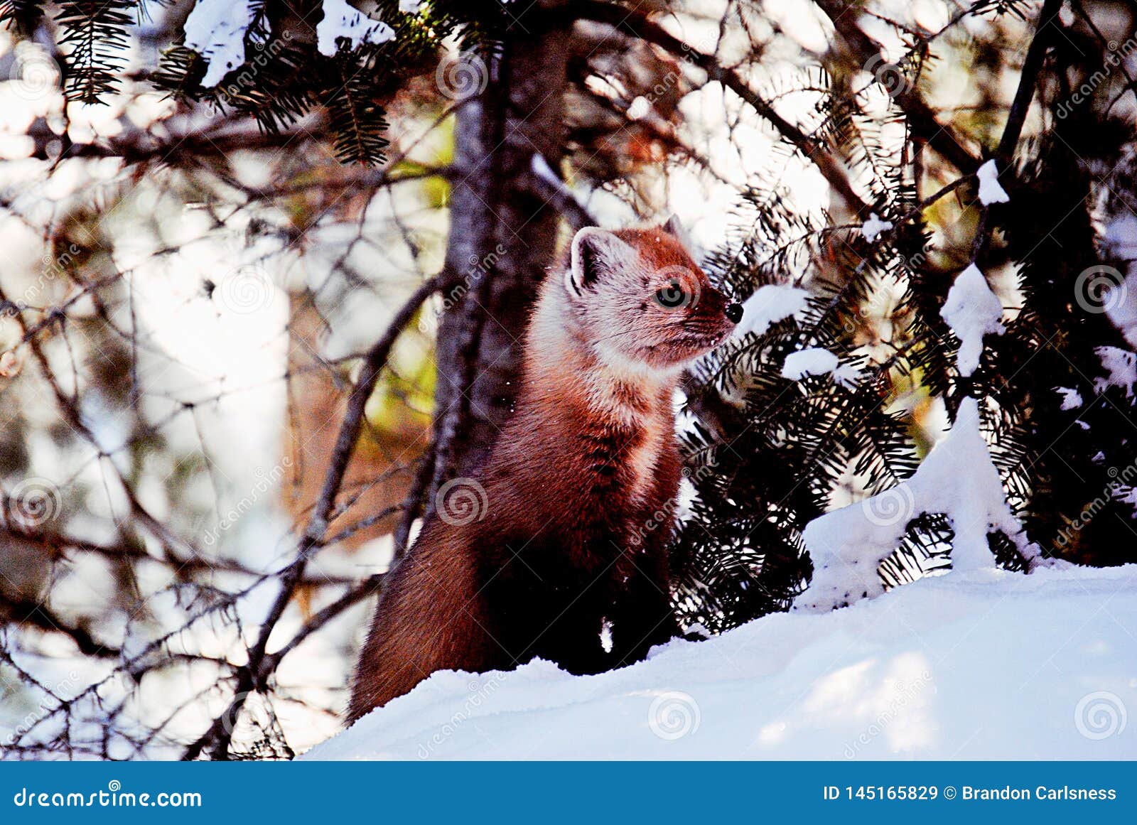 Pine Marten in Winter stock image. Image of wildlife - 145165829