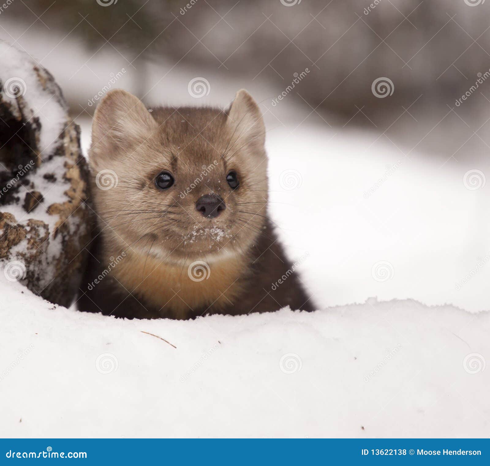 Pine Martin stock photo. Image of environmentalism, weasels - 13622138