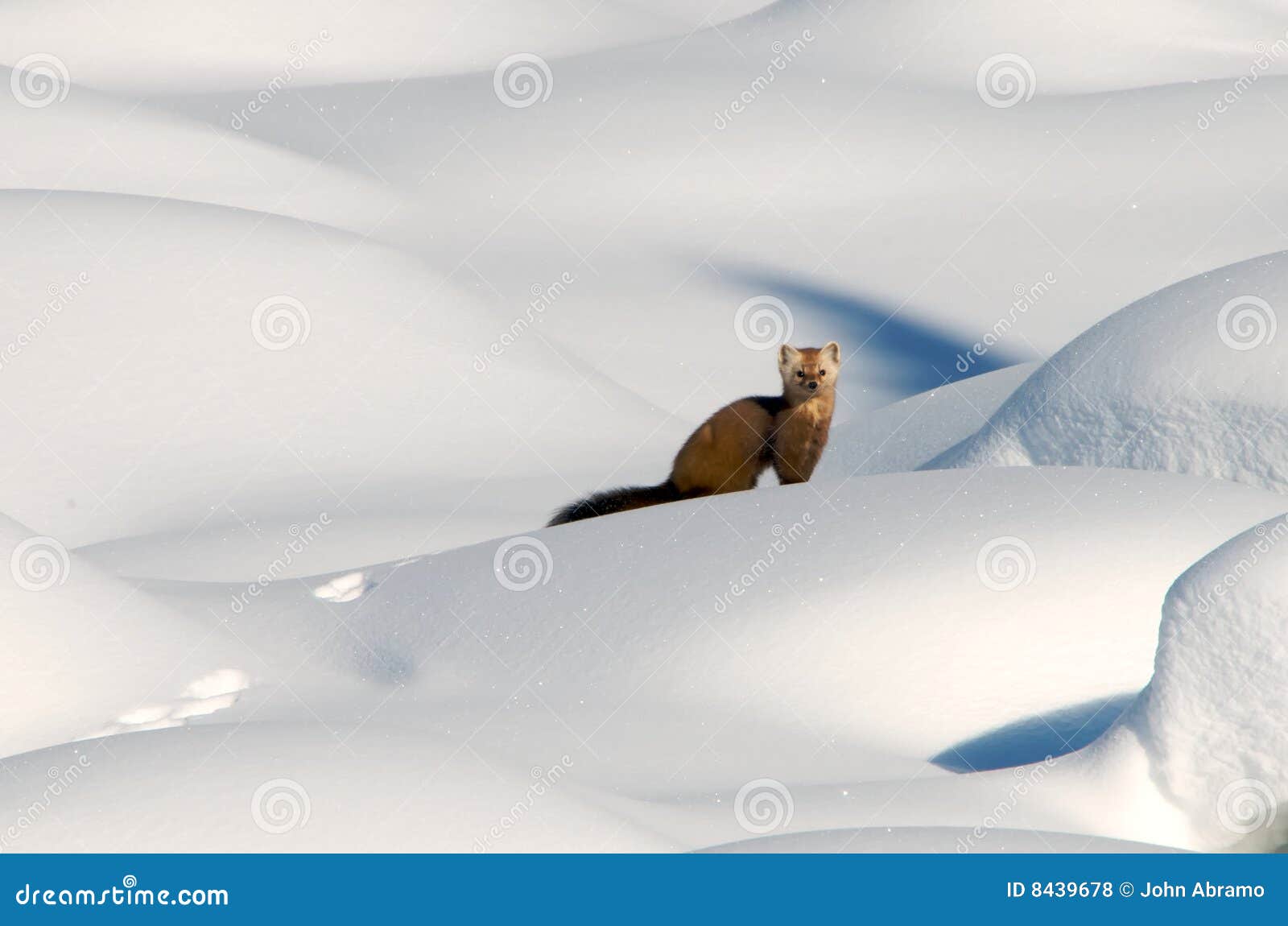 Pine Martin in deep snow stock photo. Image of covered - 8439678