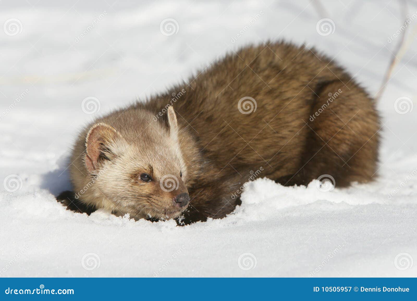 Pine martin in Snow stock image. Image of cuddly, rodent - 10505957