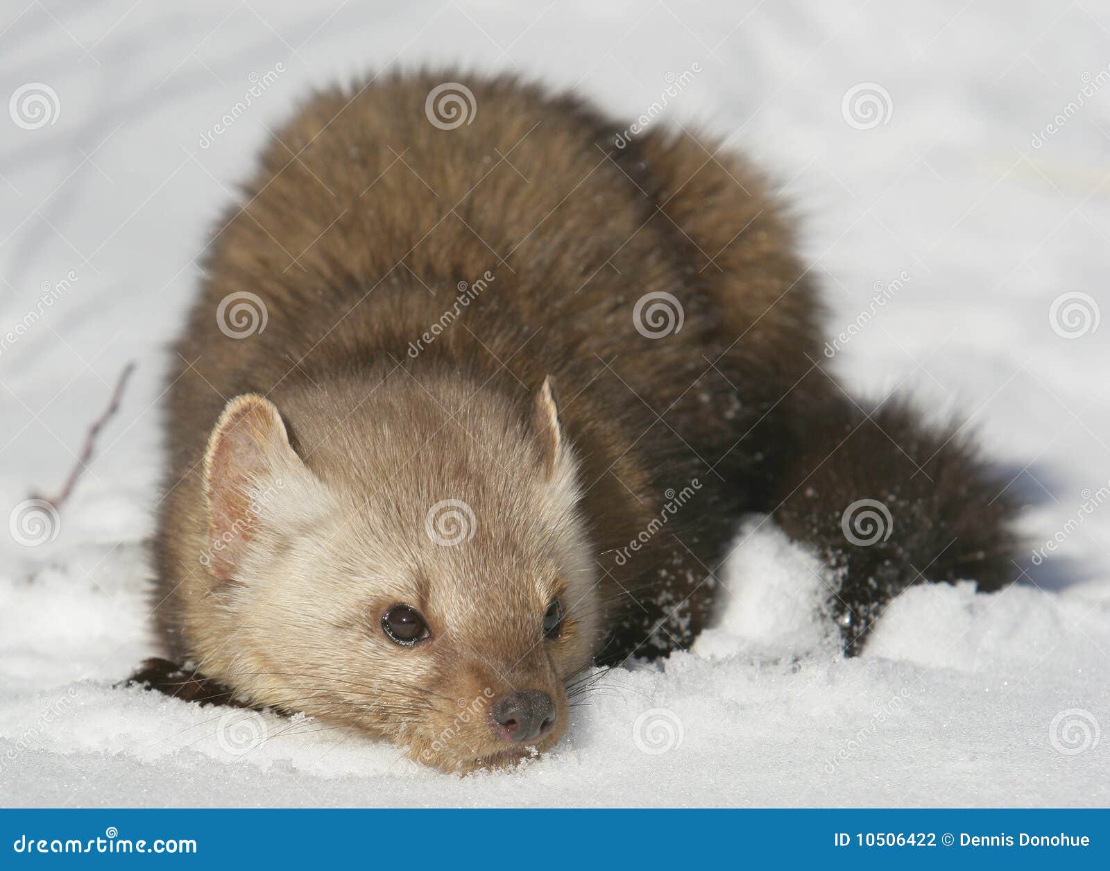 Pine martin in Snow stock photo. Image of mink, snout - 10506422