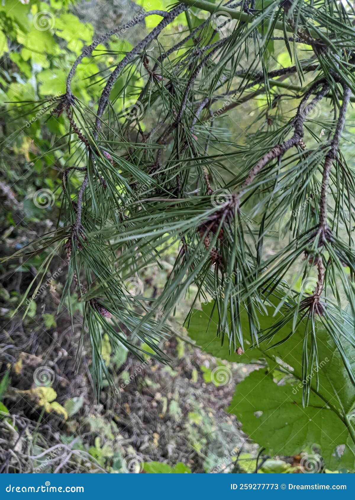 Pine in a mixed forest stock image. Image of vegetation - 259277773