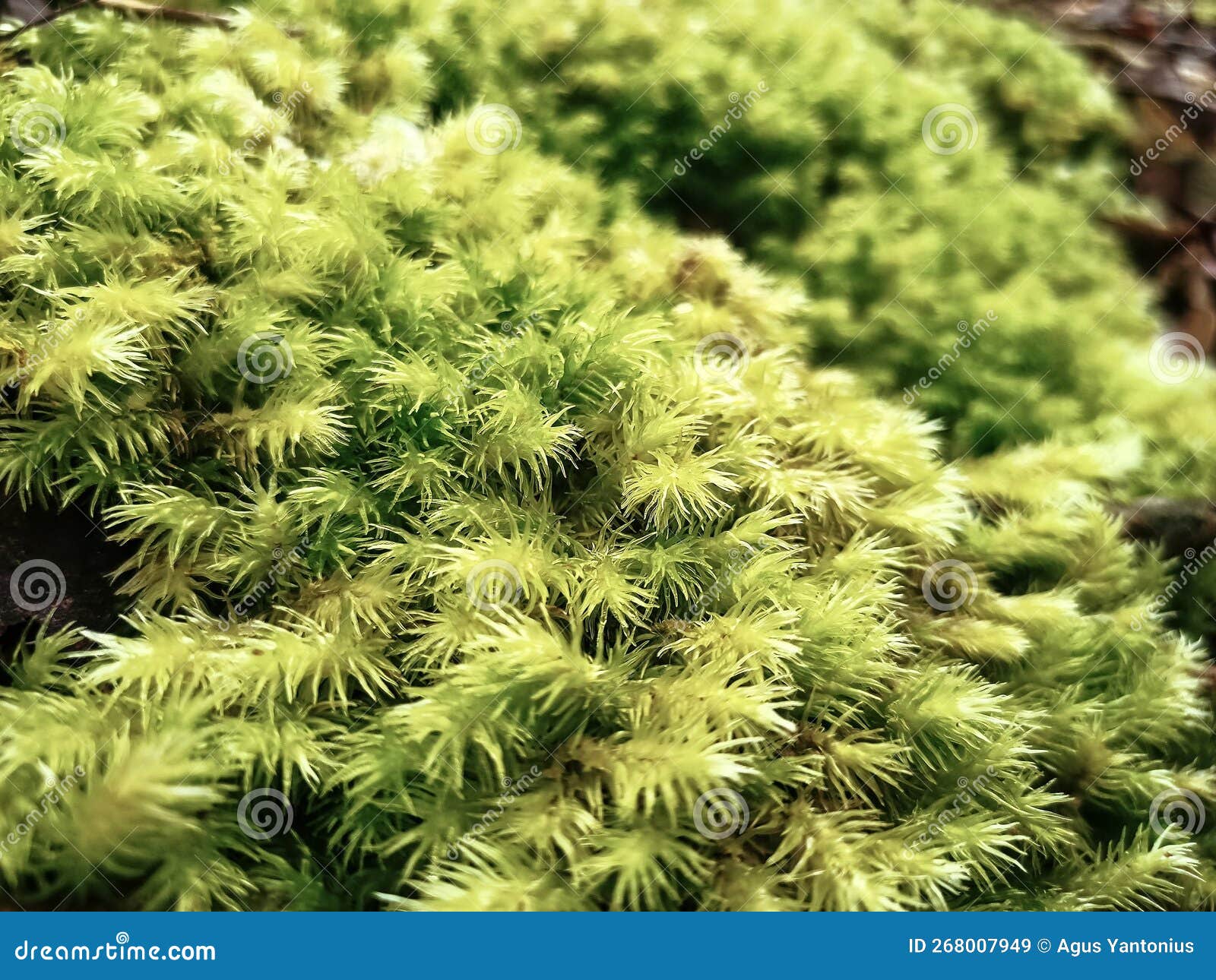 Pine Moss of Tropical Dense Forest Stock Image - Image of dense, pine ...