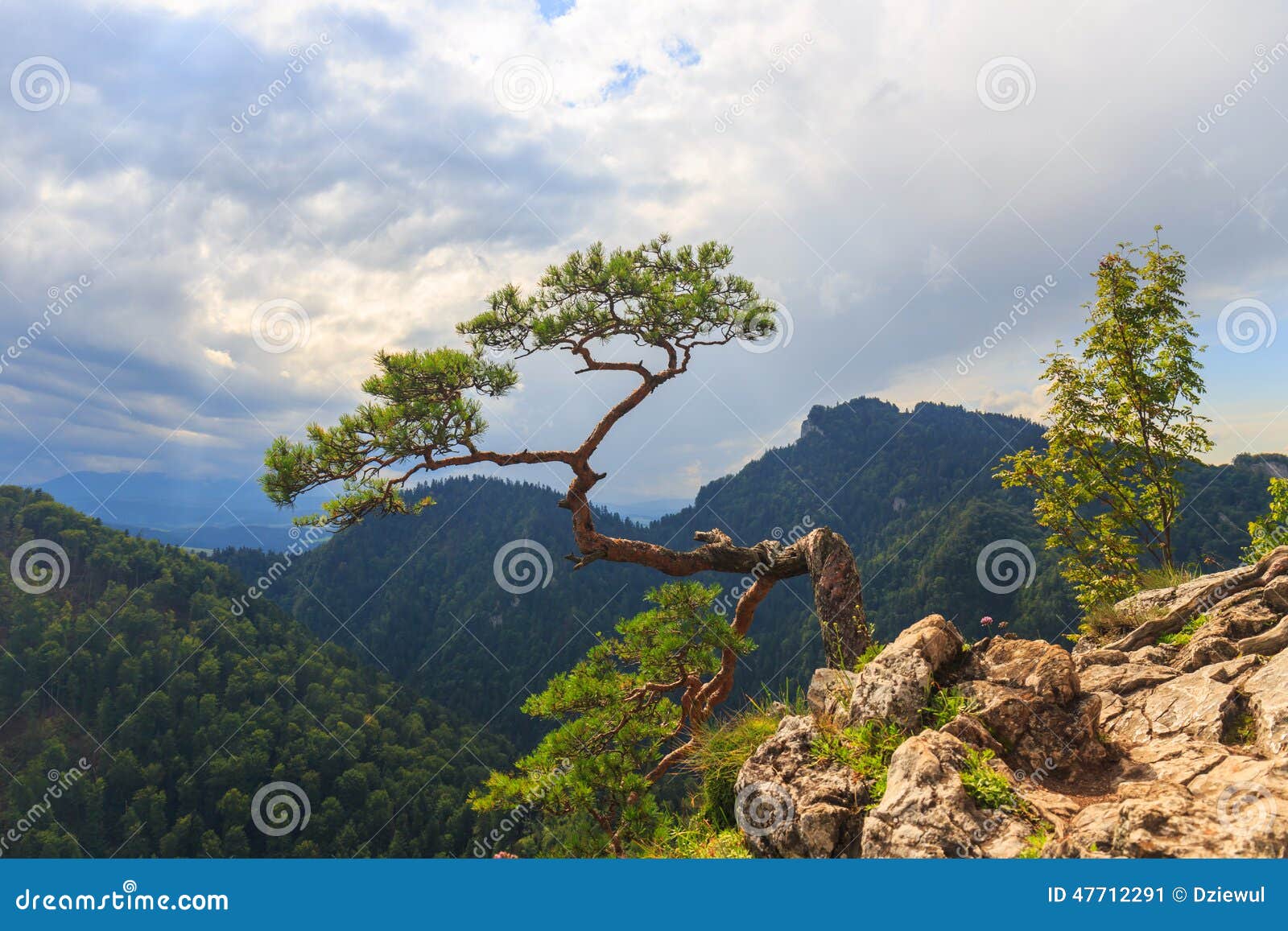 Famous Tree Of Tule In Oaxaca Mexico Stock Photography | CartoonDealer ...