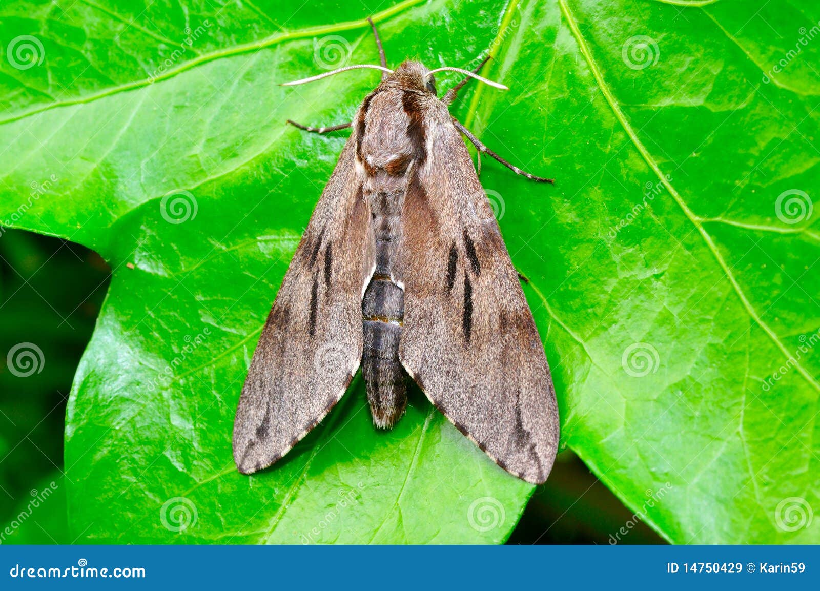 Pine moth stock image. Image of moth, enthusiast, rest - 14750429