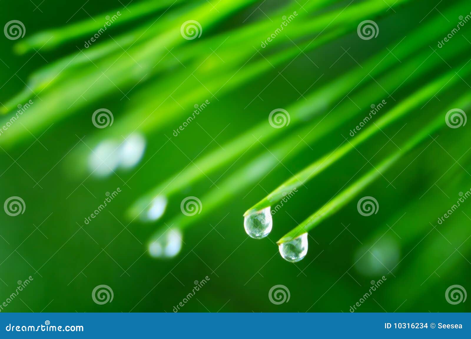 Pine Needle Cross-section Under The Microscope, Background Royalty-Free ...