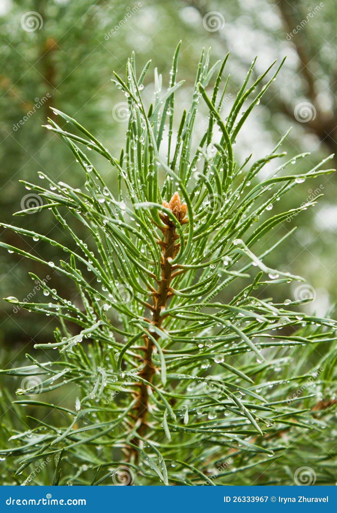 Pine needle stock image. Image of growth, macro, pattern - 26333967
