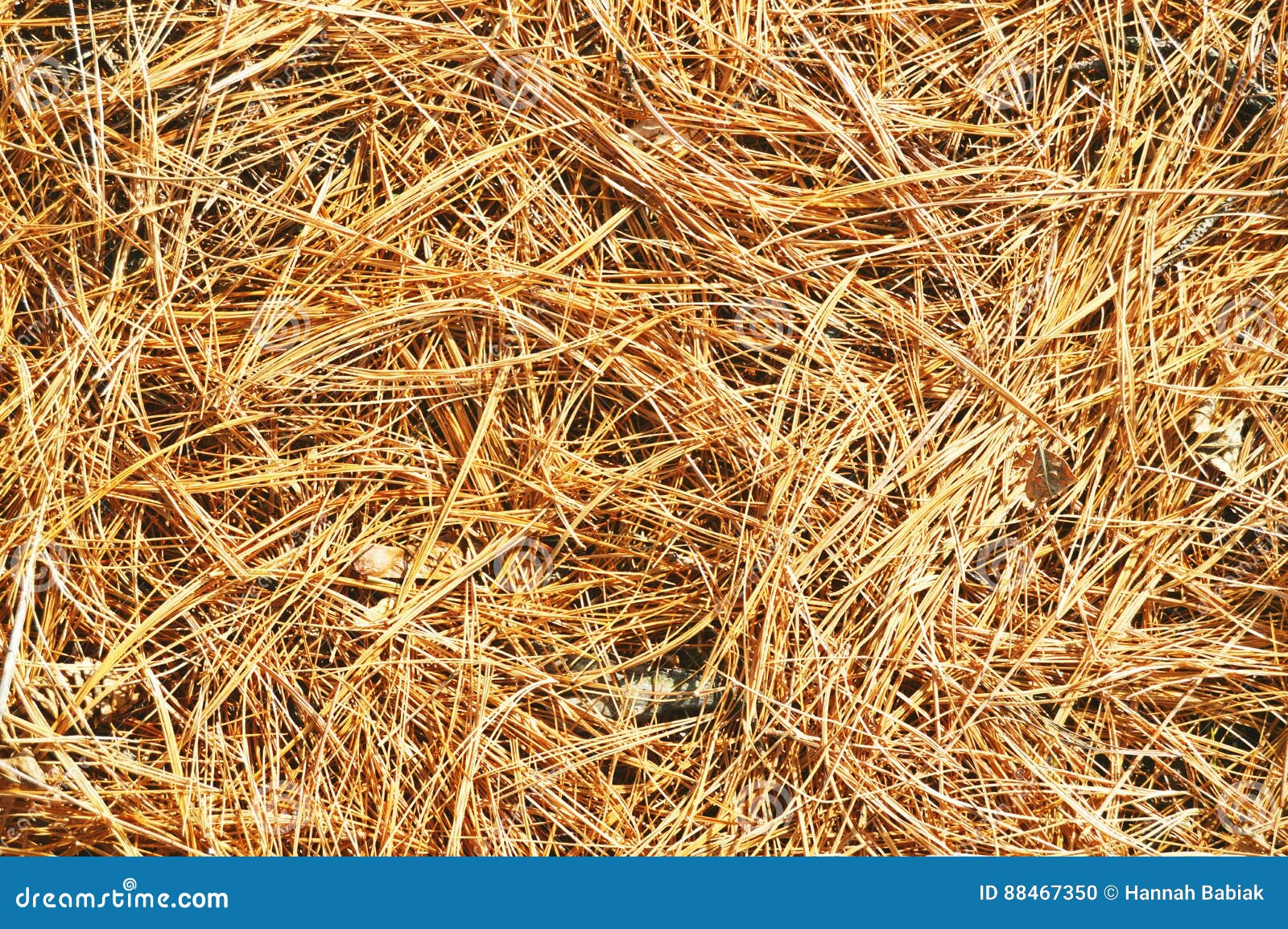 Pine Needle Cross-section Under The Microscope, Background Royalty-Free ...