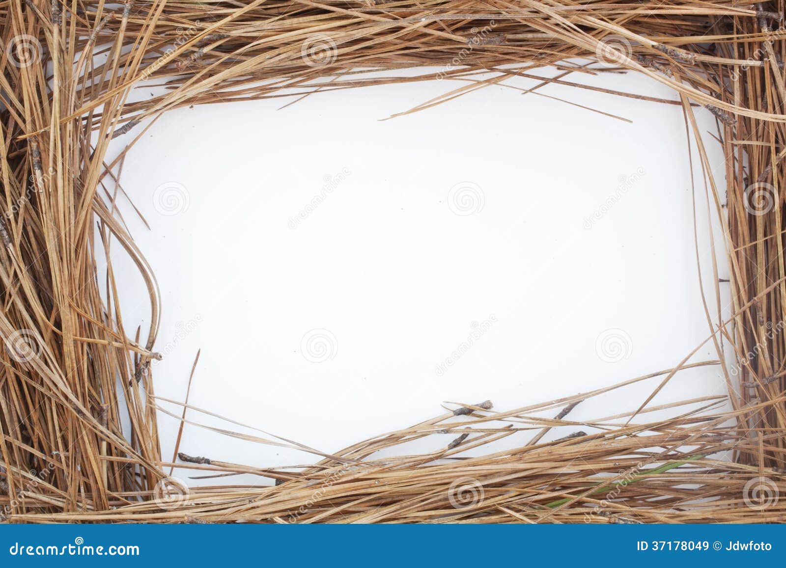 Pine Needle Border stock image. Image of shape, texture - 37178049
