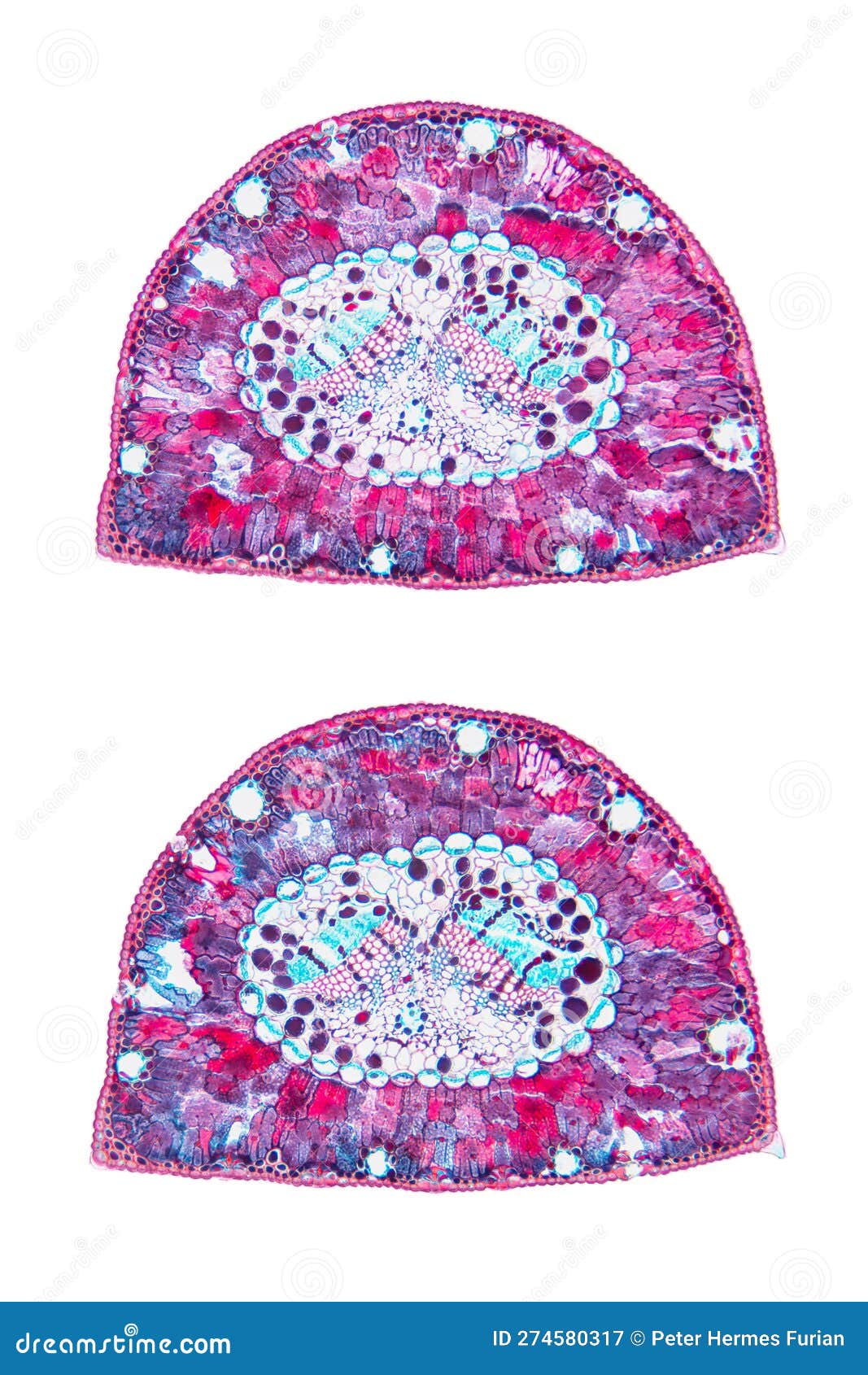 Pine Tree Leaf, Needle of Pinus, Cross Section, 20X Light Micrograph ...