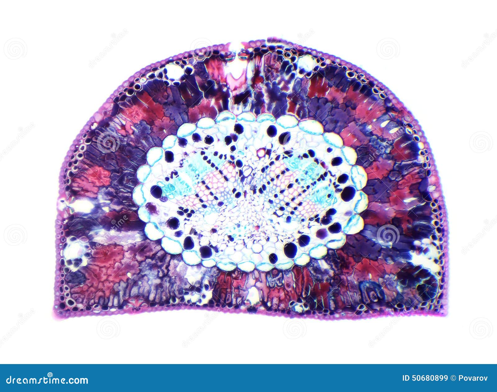 Pine Needle Cross-section Under the Microscope, Background, (Pinus ...