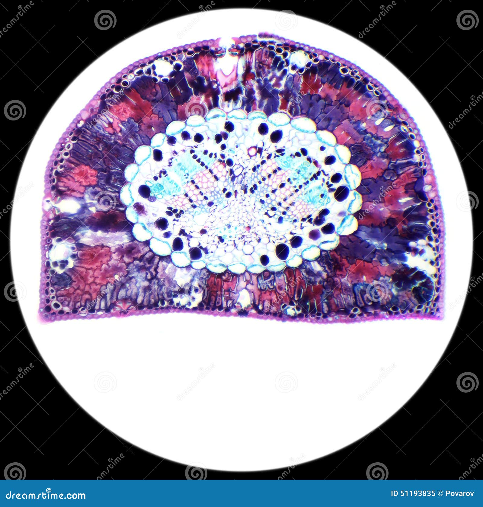 Under Pinus Tree Stock Image | CartoonDealer.com #203472403