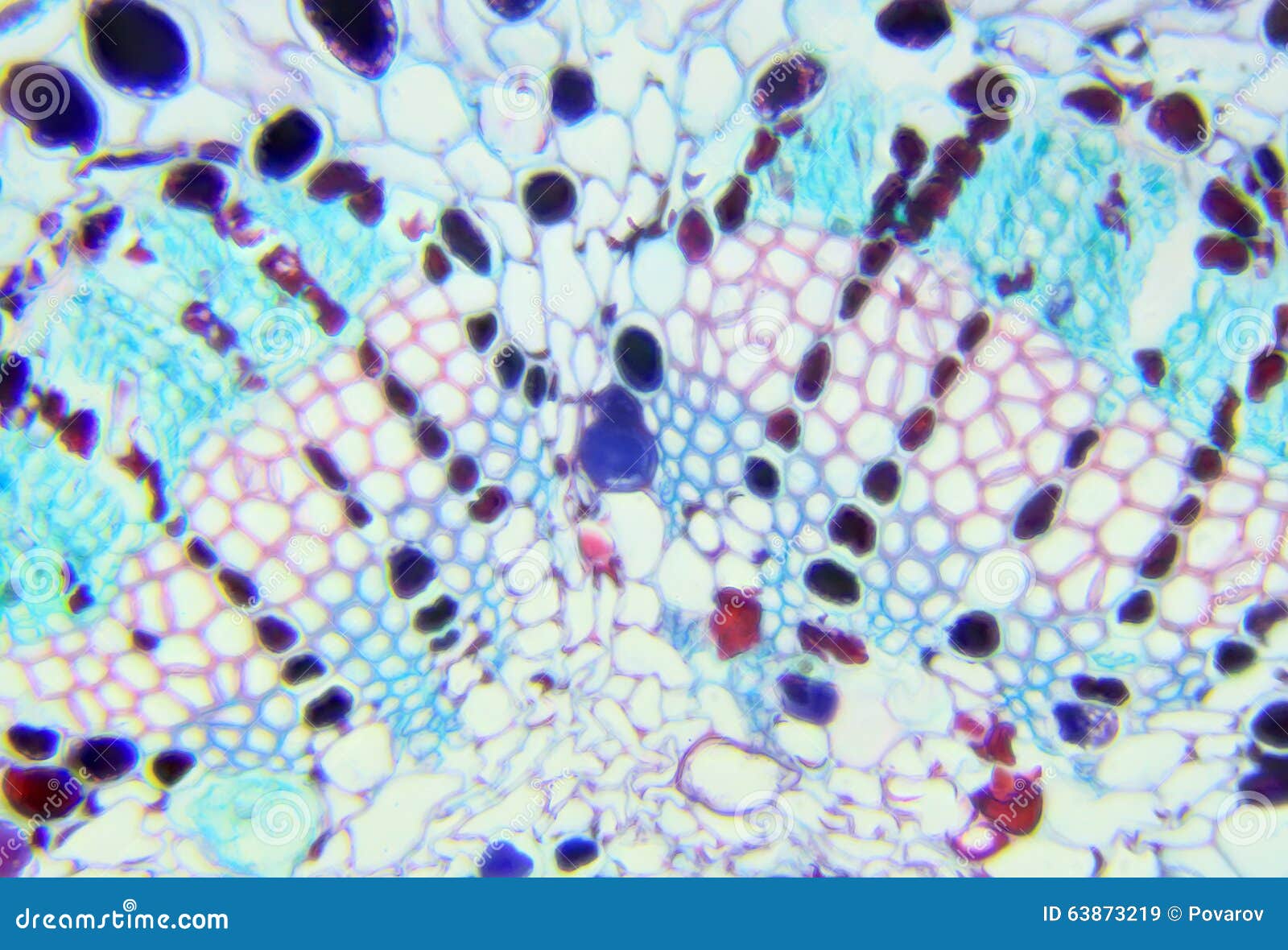 Pine Needle Cross-section Under The Microscope, Background Royalty-Free ...