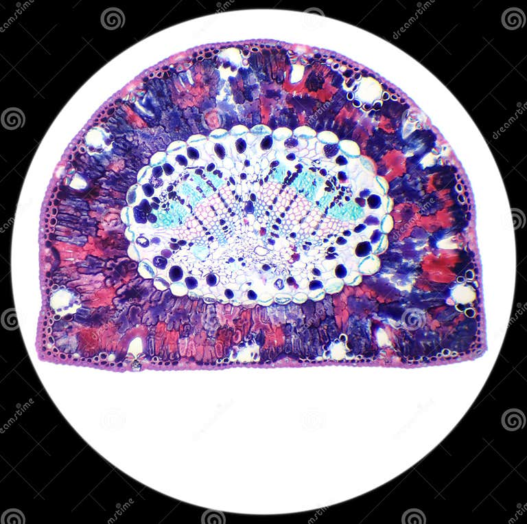 Pine Needle Cross-section Under the Microscope, Background, Stock Image ...