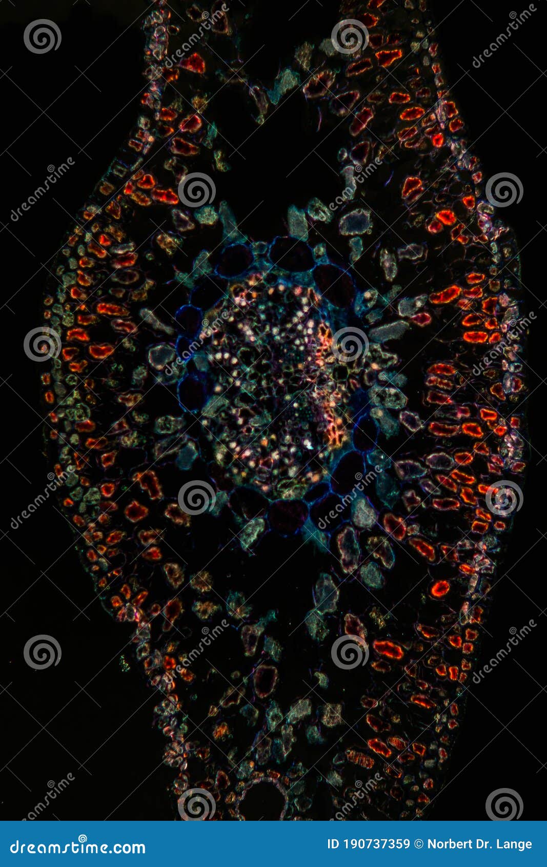 Pine needle cross section stock image. Image of histology - 190737359