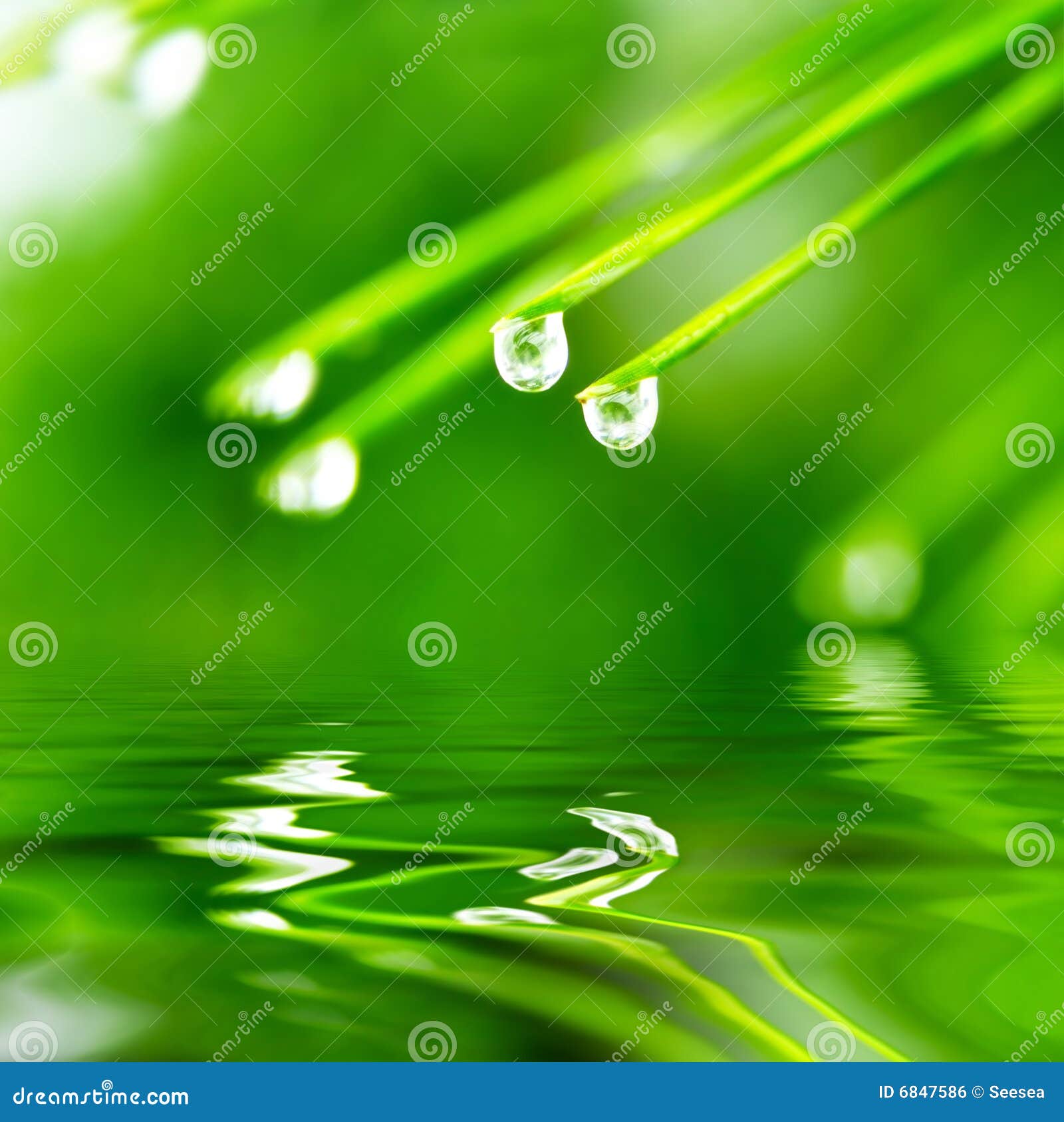 Pine Needle Cross-section Under The Microscope, Background Royalty-Free ...