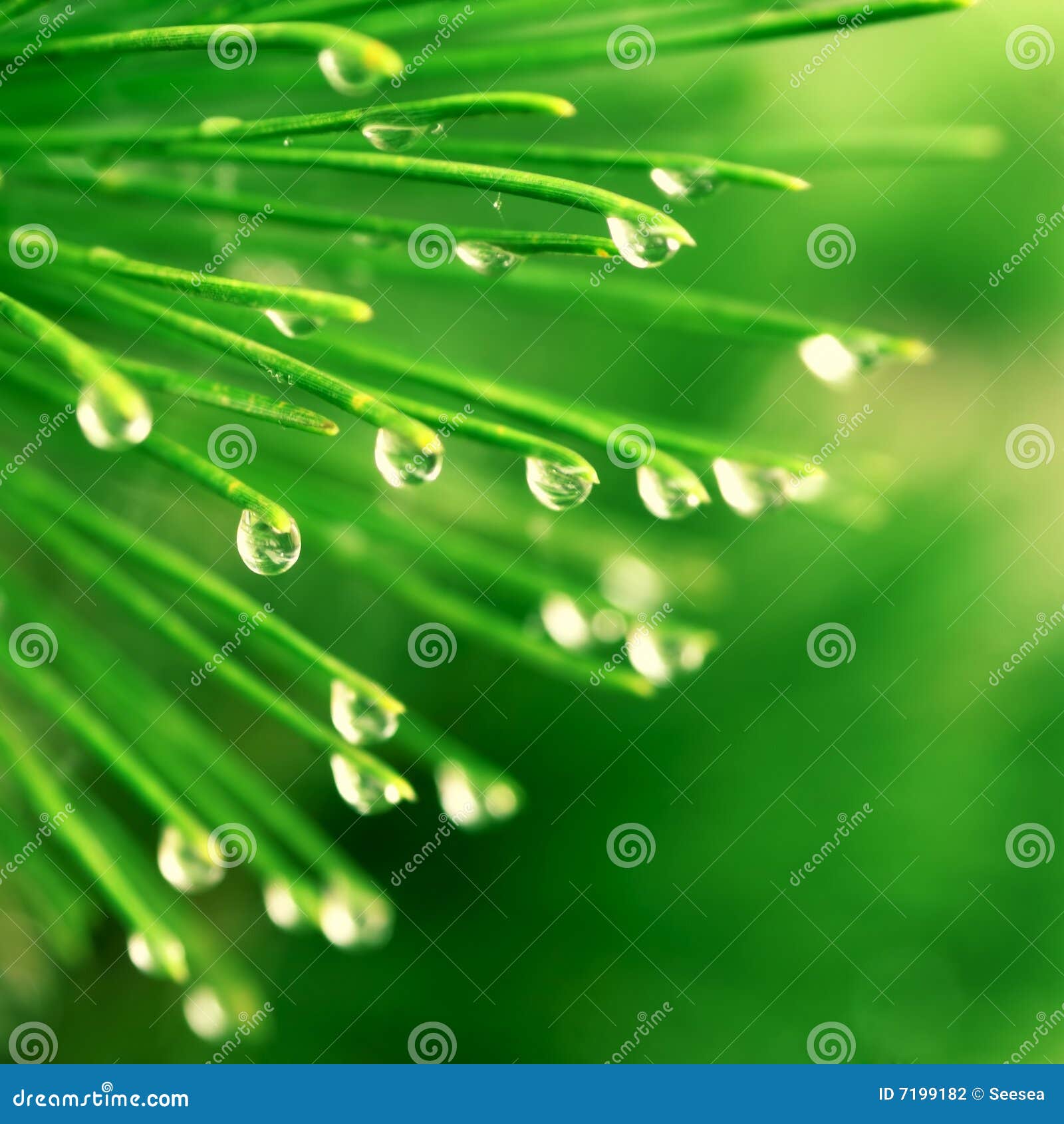 Pine Needle Cross-section Under The Microscope, Background Royalty-Free ...