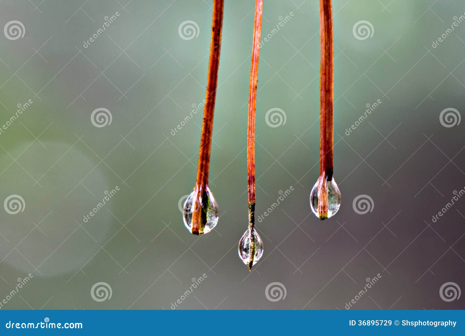 Pine Needle Droplets stock image. Image of rain, drops - 36895729
