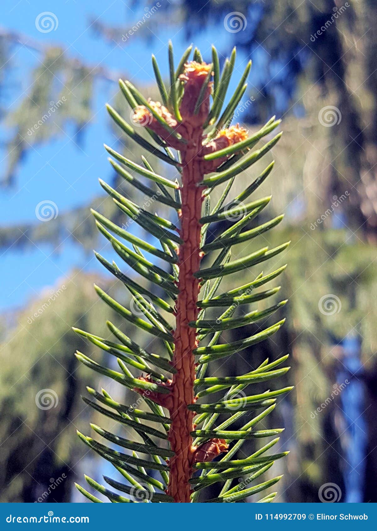 Pine needle stock image. Image of tree, needle, pine - 114992709