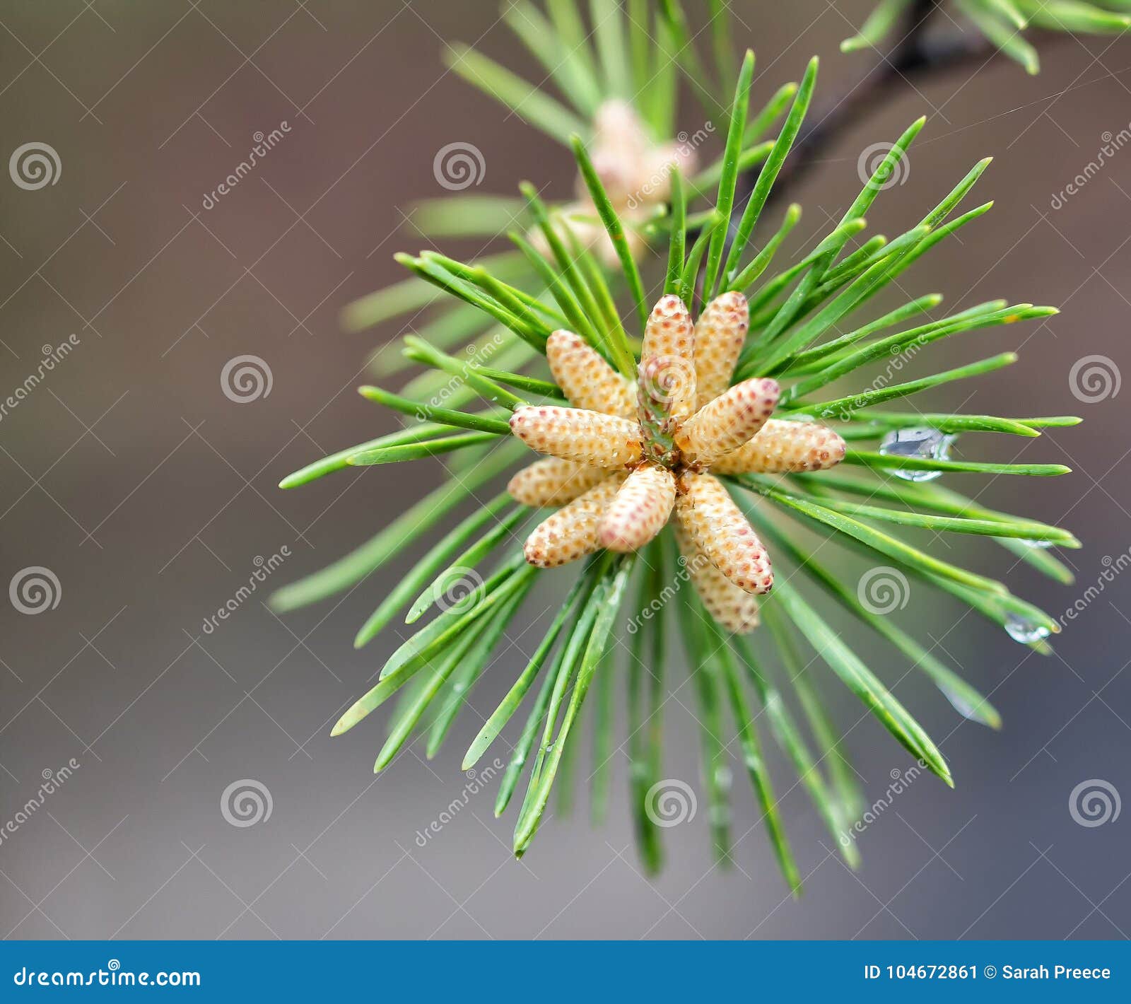 Pine needle pod blooming stock image. Image of traditional - 104672861
