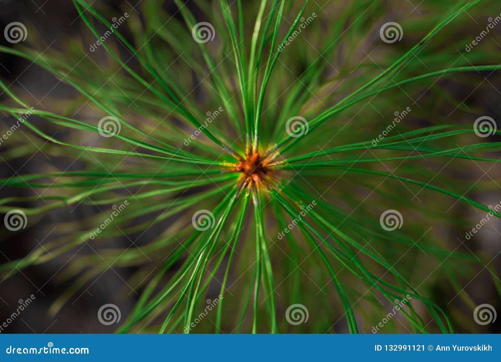 Pine needle star stock image. Image of brown, needle - 132991121